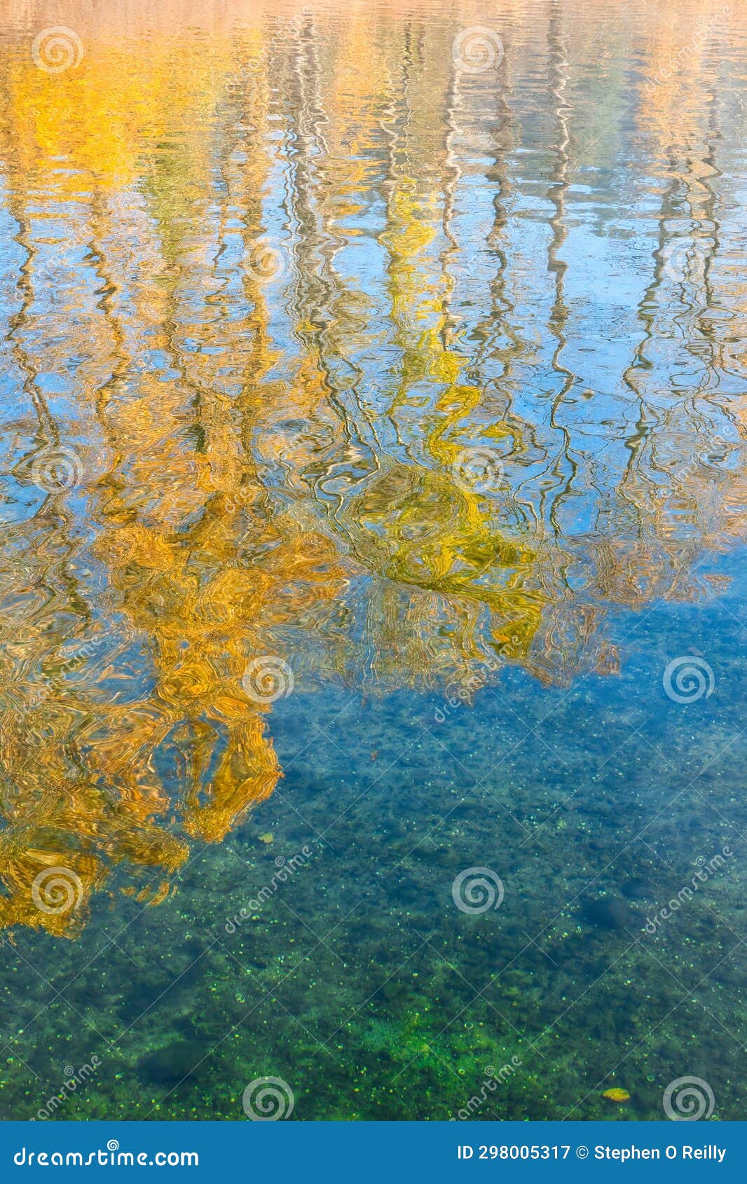 Popular Reflections Trees on the Water in the Soft Morning Light Stock ...