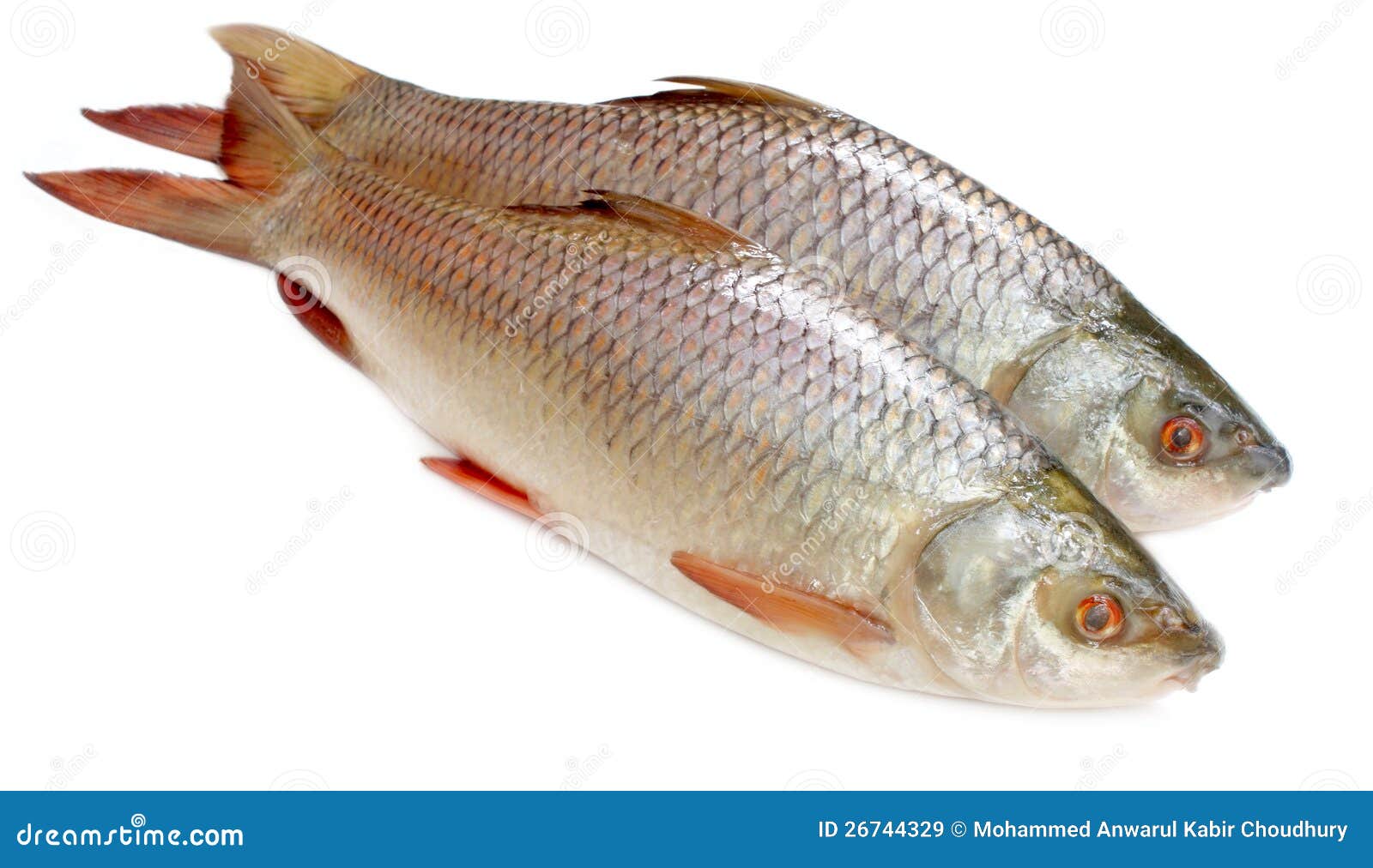 Popular Rohu or Rohit Fish of Indian Subcontinent Stock Image - Image ...