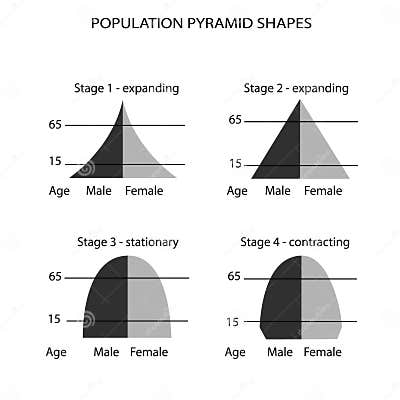 Four Types of Population Pyramids on White Background Stock Vector ...