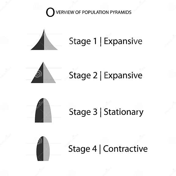 Different Types of Population Pyramids on White Background Stock Vector ...
