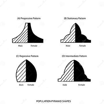 Four Types of Population Pyramids on White Background Stock Vector ...