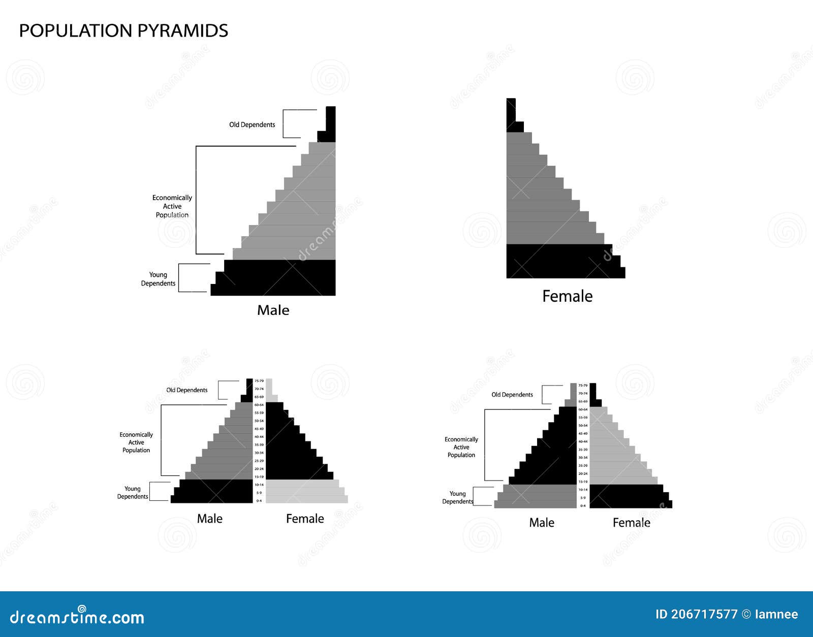 The Population Pyramids Graphs with 4 Generation Stock Vector ...