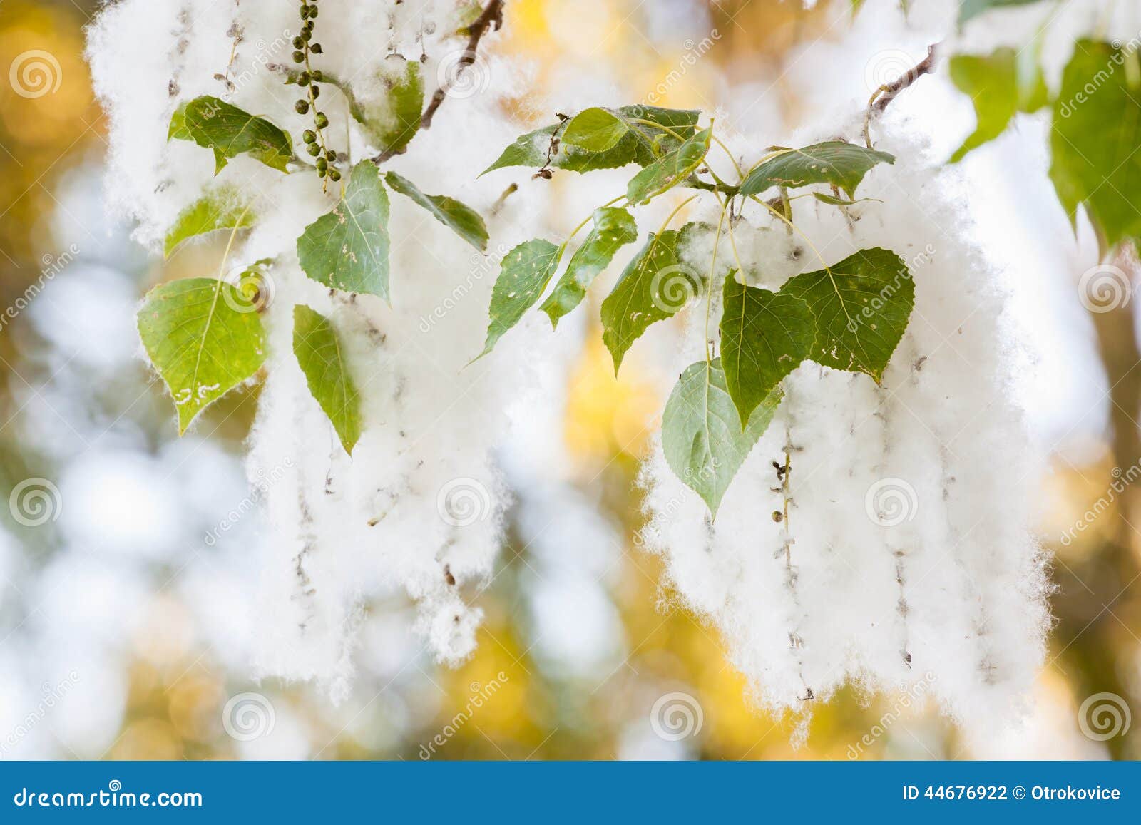 Populier neer zoals sneeuw stock foto. Image of blad - 44676922