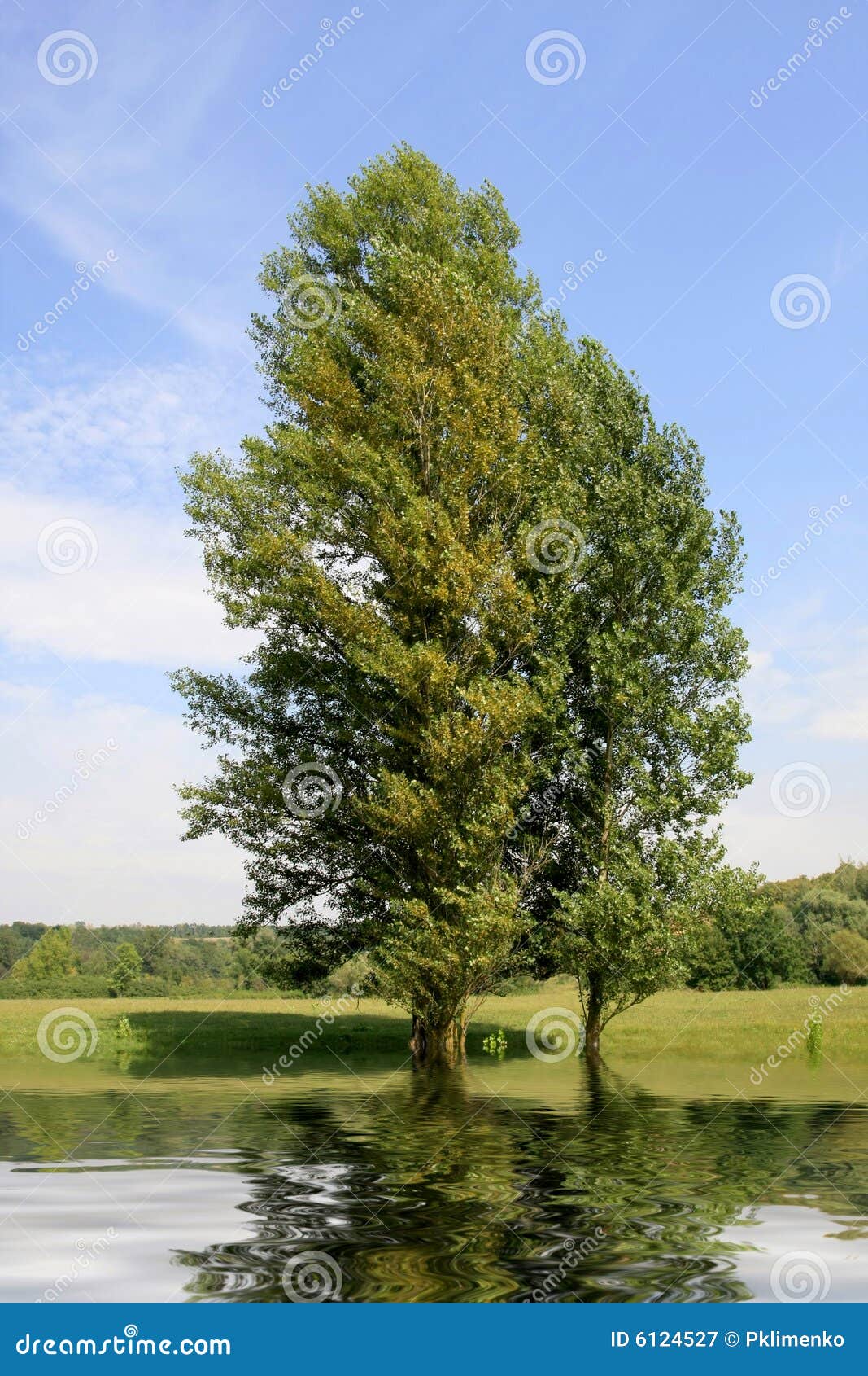 Populier twee op water stock afbeelding. Image of openlucht - 6124527