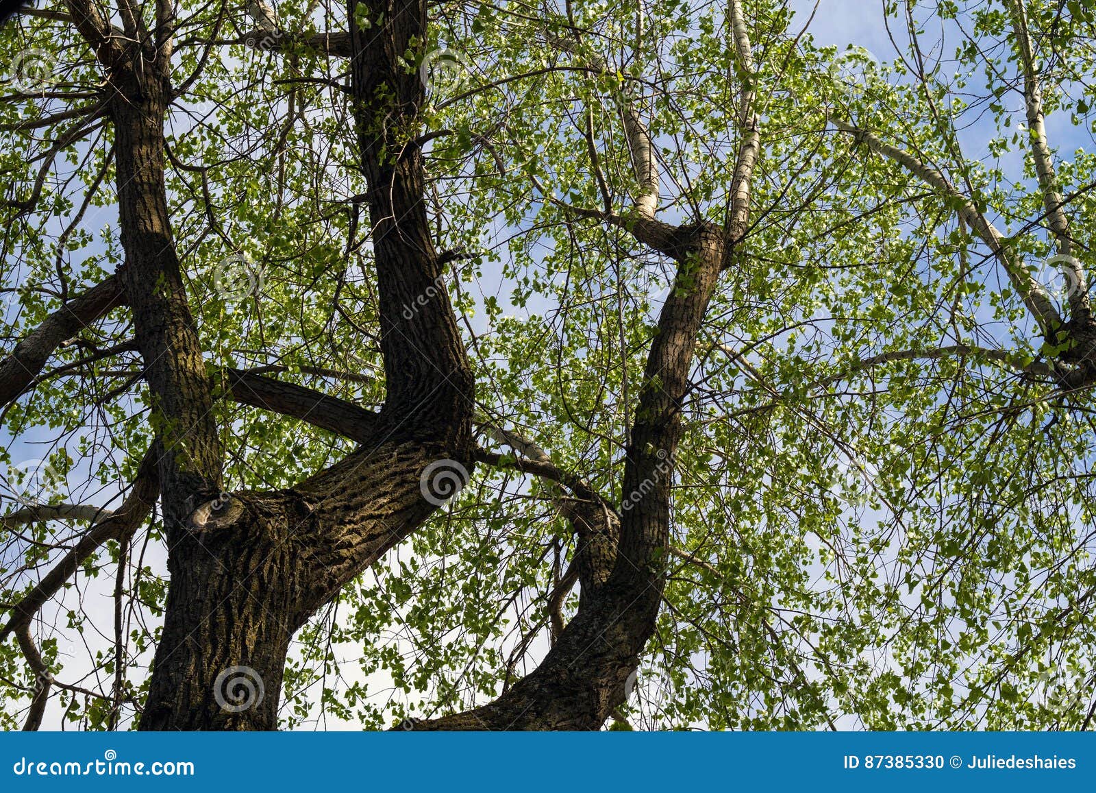 Populier Vergankelijke Boom Stock Foto - Image of vergankelijk, onder ...