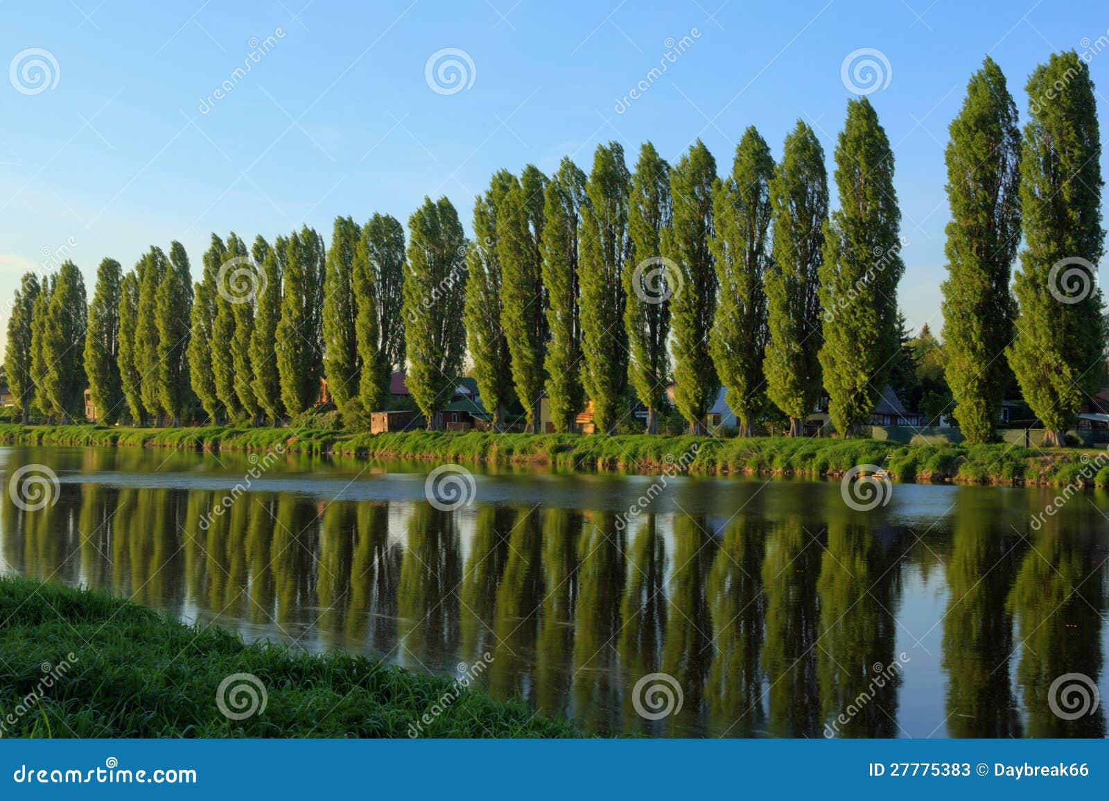 Populieren in de rij stock afbeelding. Image of naughty - 27775383