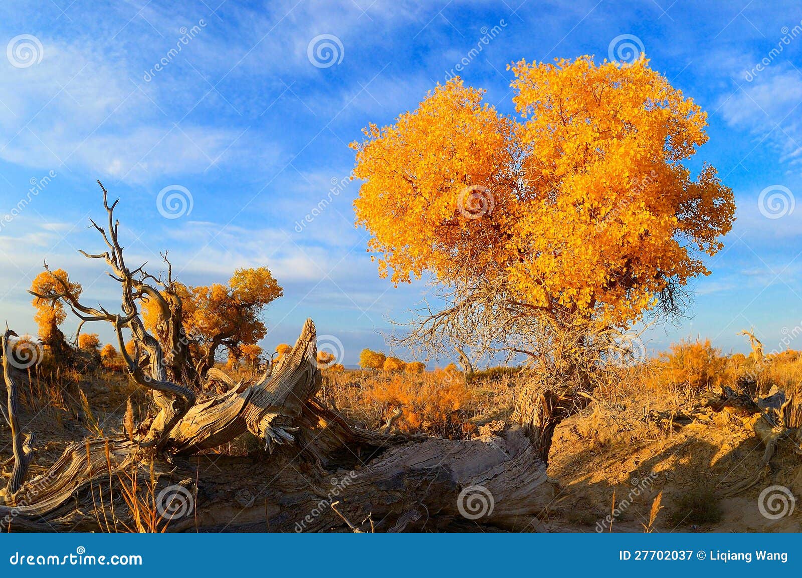 Populus stock image. Image of blue, nature, autumn, populus - 27702037