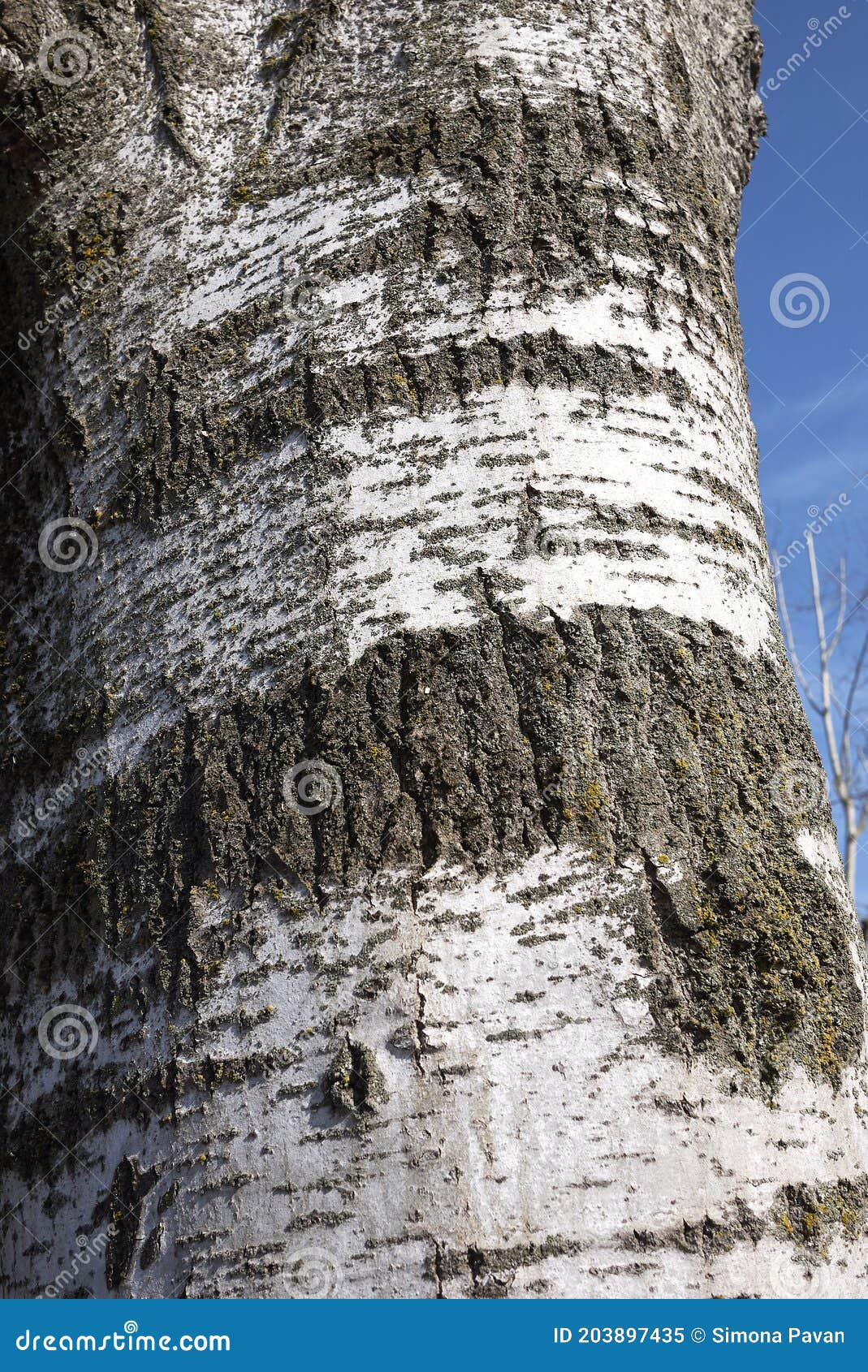 Populus alba bark close up stock image. Image of season - 203897435