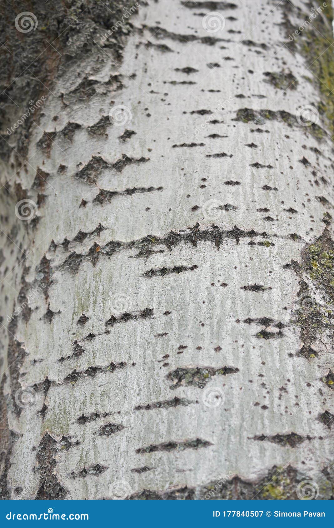 Populus alba bark close up stock image. Image of deciduous - 177840507