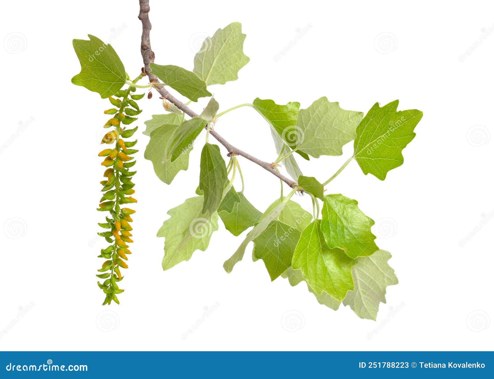 Populus Poplar Tree Is Covered With Ivy The Whole Trunk Is Densely ...