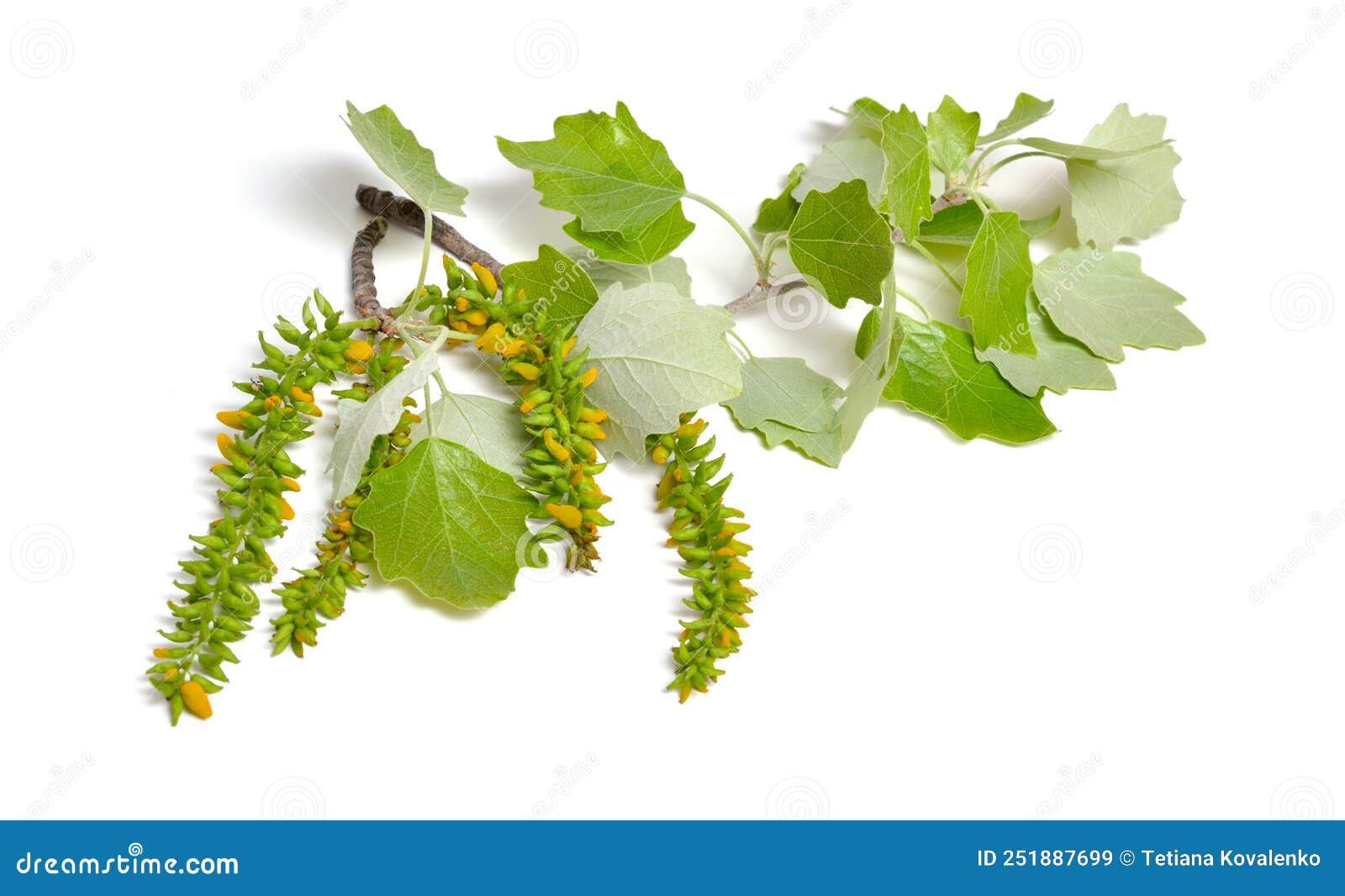 Populus Alba, Commonly Called Silver Poplar, Silverleaf Poplar, or ...