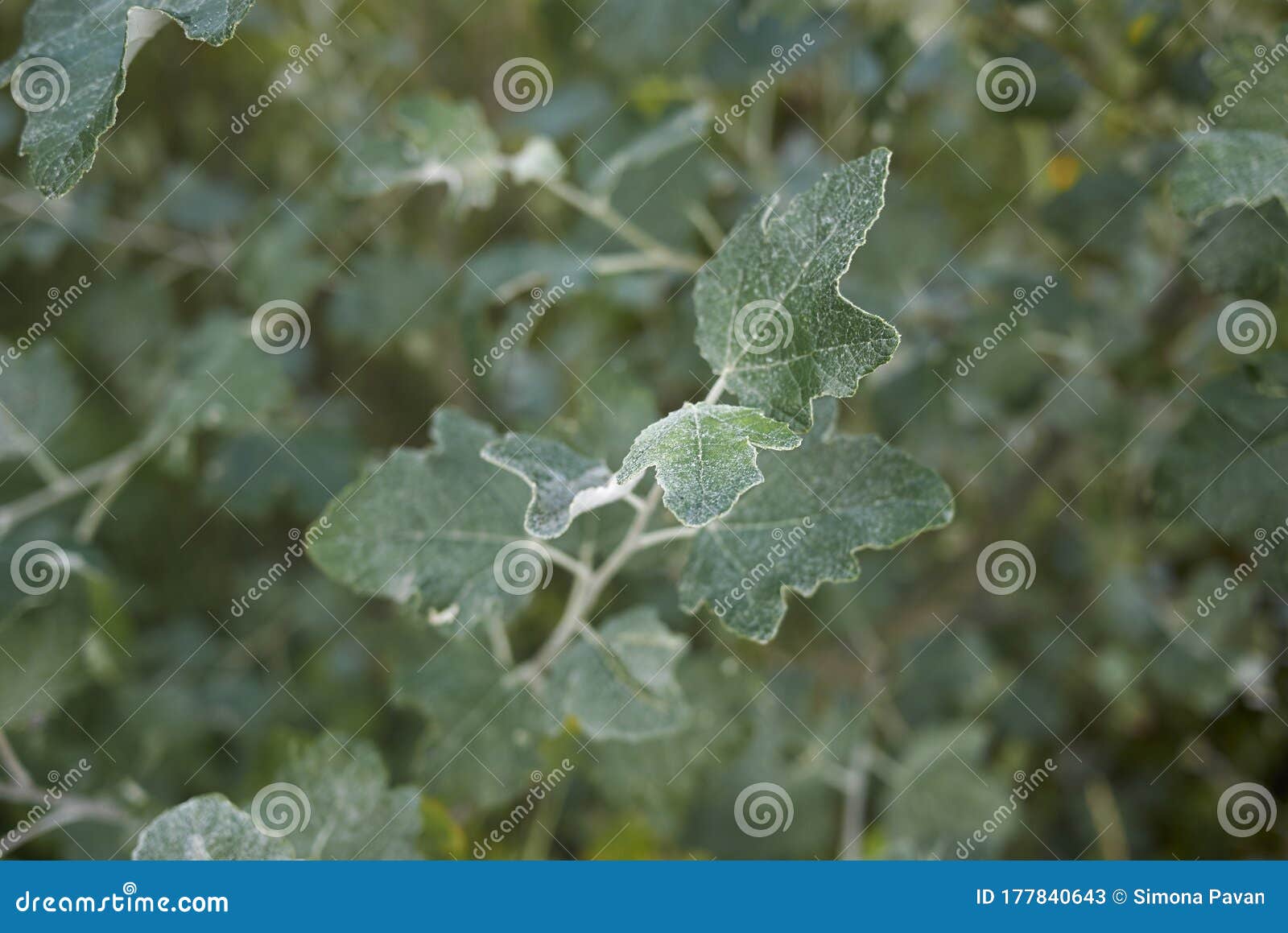 Populus Alba Silver Foliage Stock Image - Image of flora, background ...