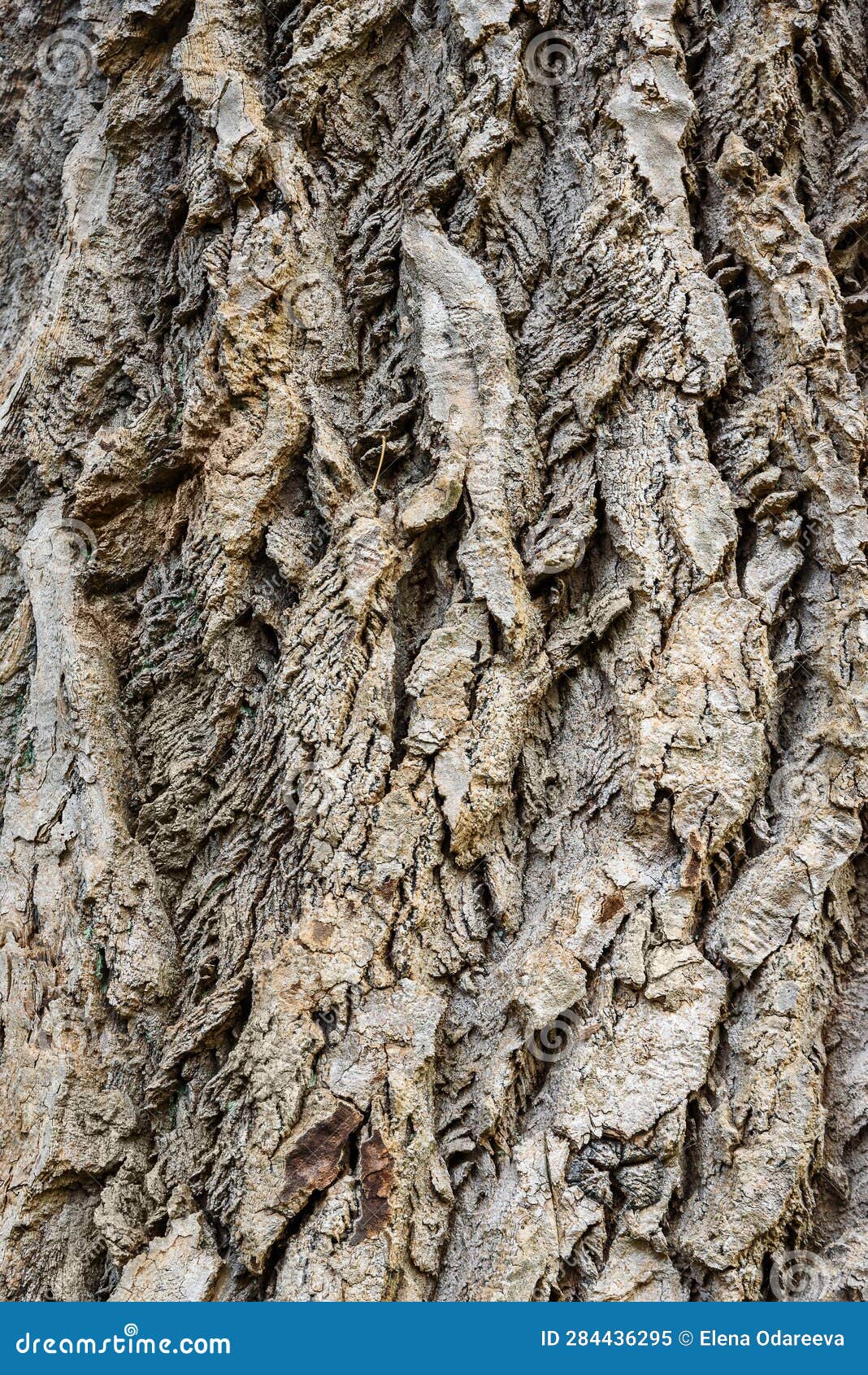 Populus alba tree bark stock image. Image of brown, bark - 284436295