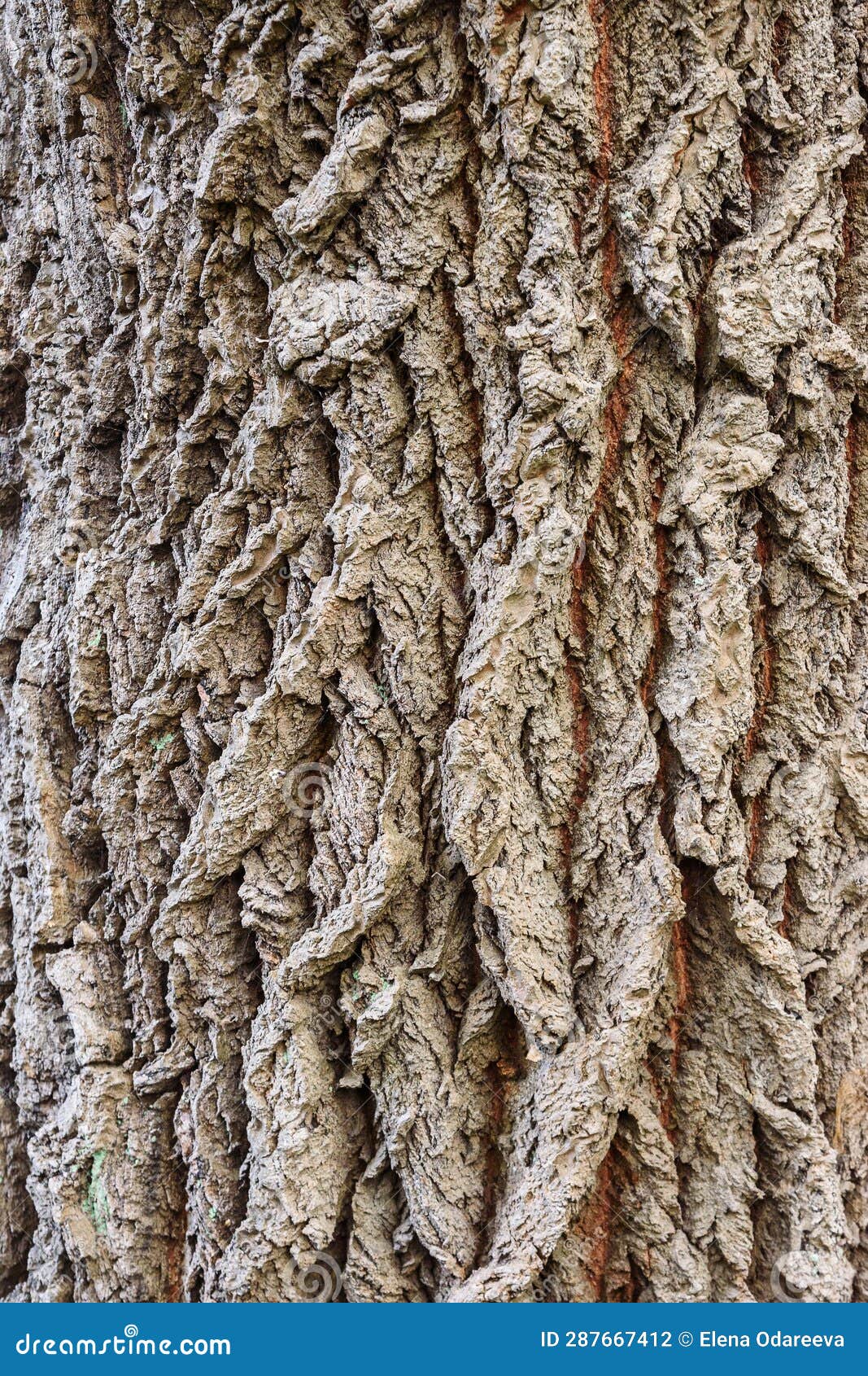 Populus alba tree bark stock photo. Image of forestry - 287667412