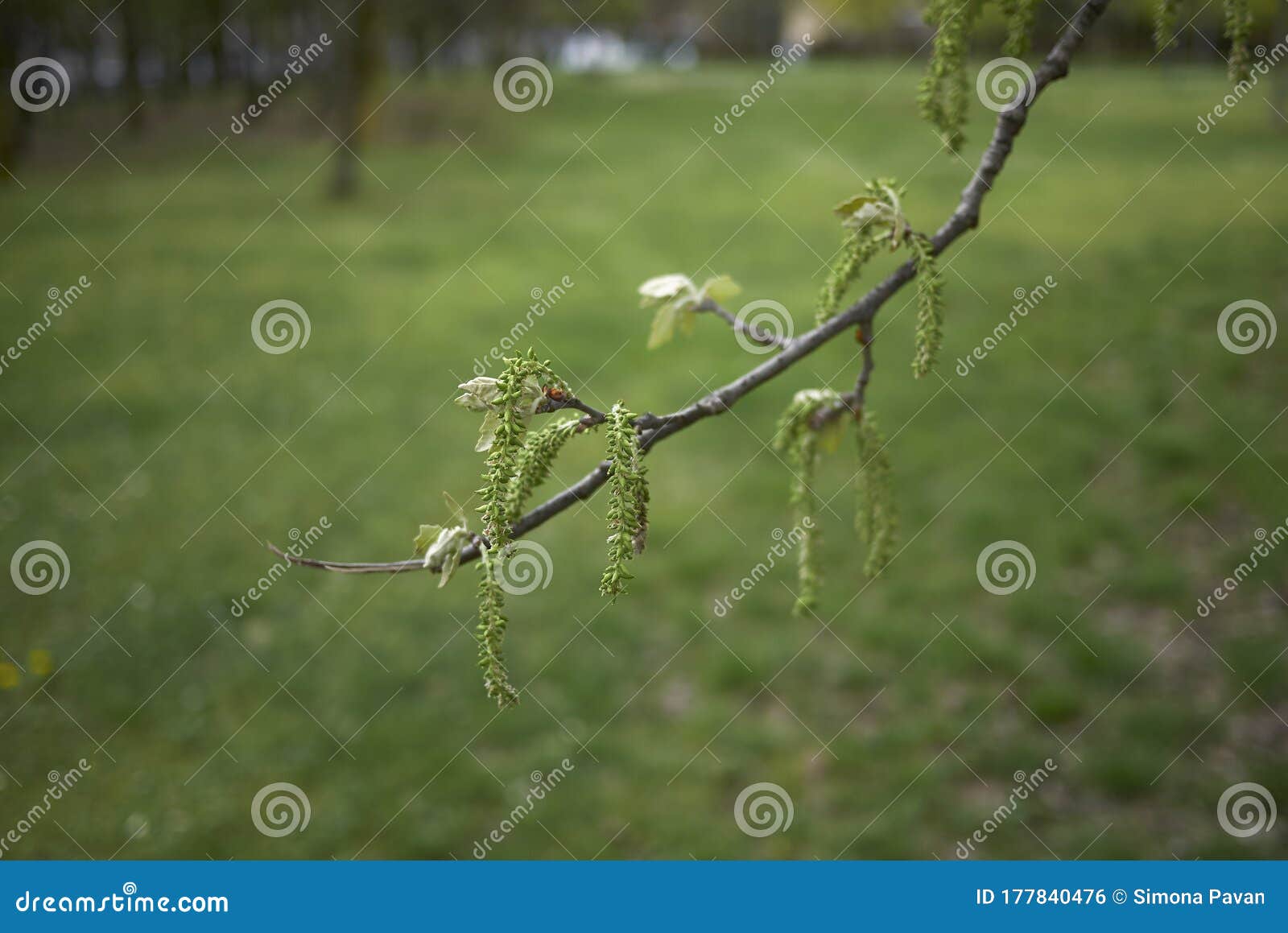 Populus alba tree in bloom stock photo. Image of bloom - 177840476