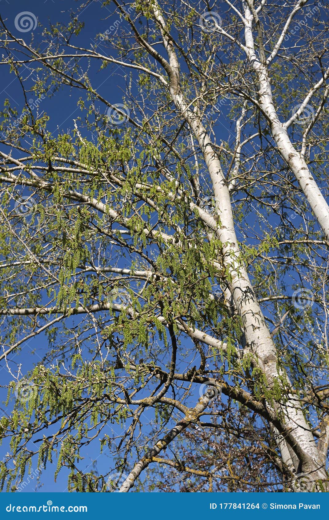 Populus alba tree in bloom stock photo. Image of gray - 177841264