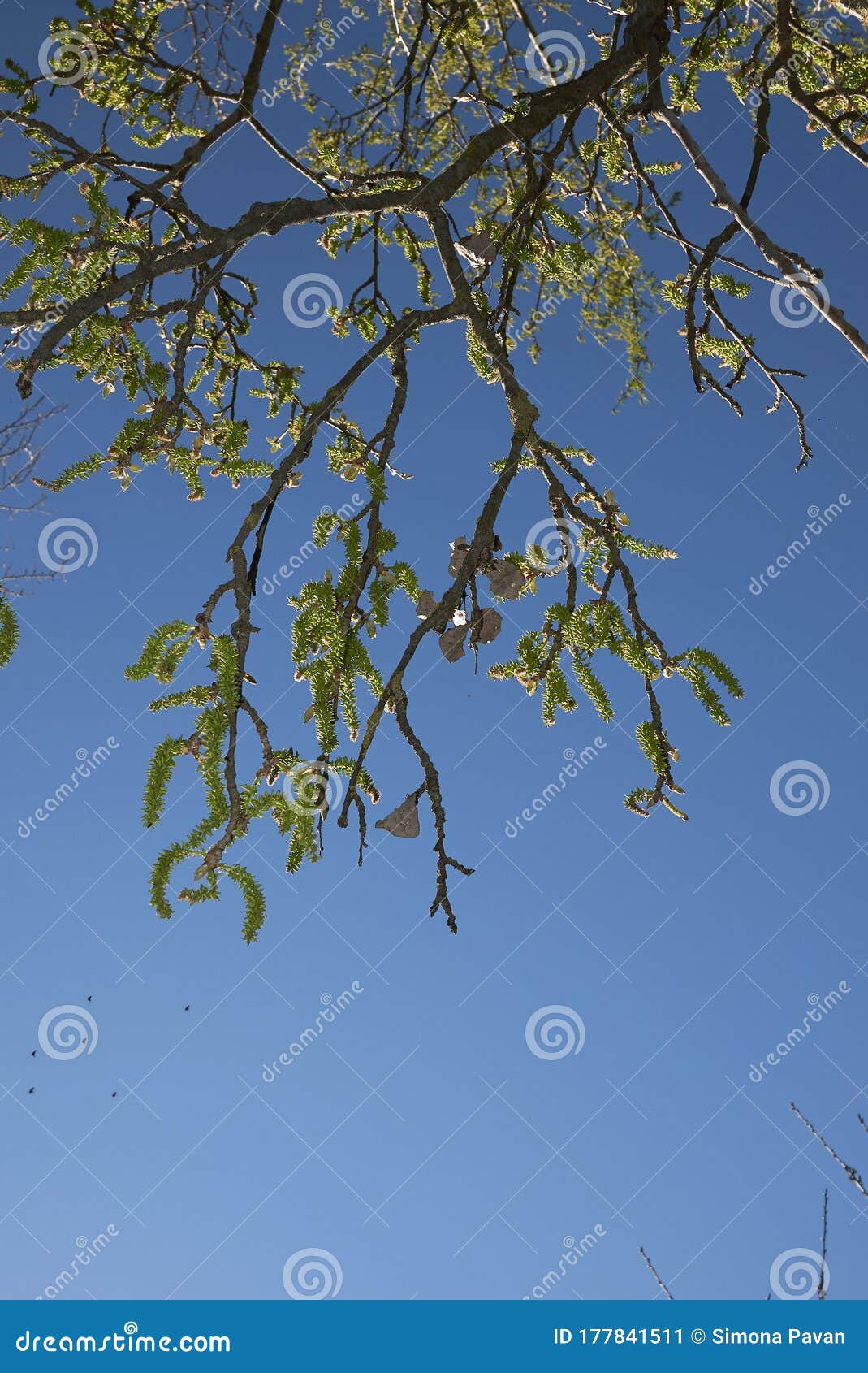 Populus alba tree in bloom stock image. Image of blooming - 177841511