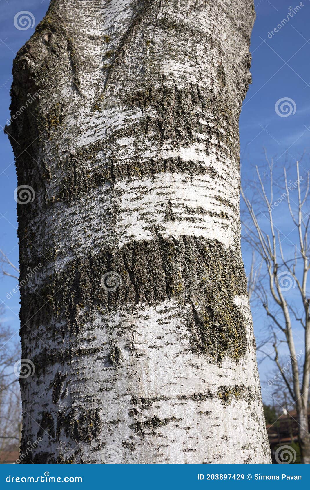 Populus alba bark close up stock image. Image of silhouette - 203897429