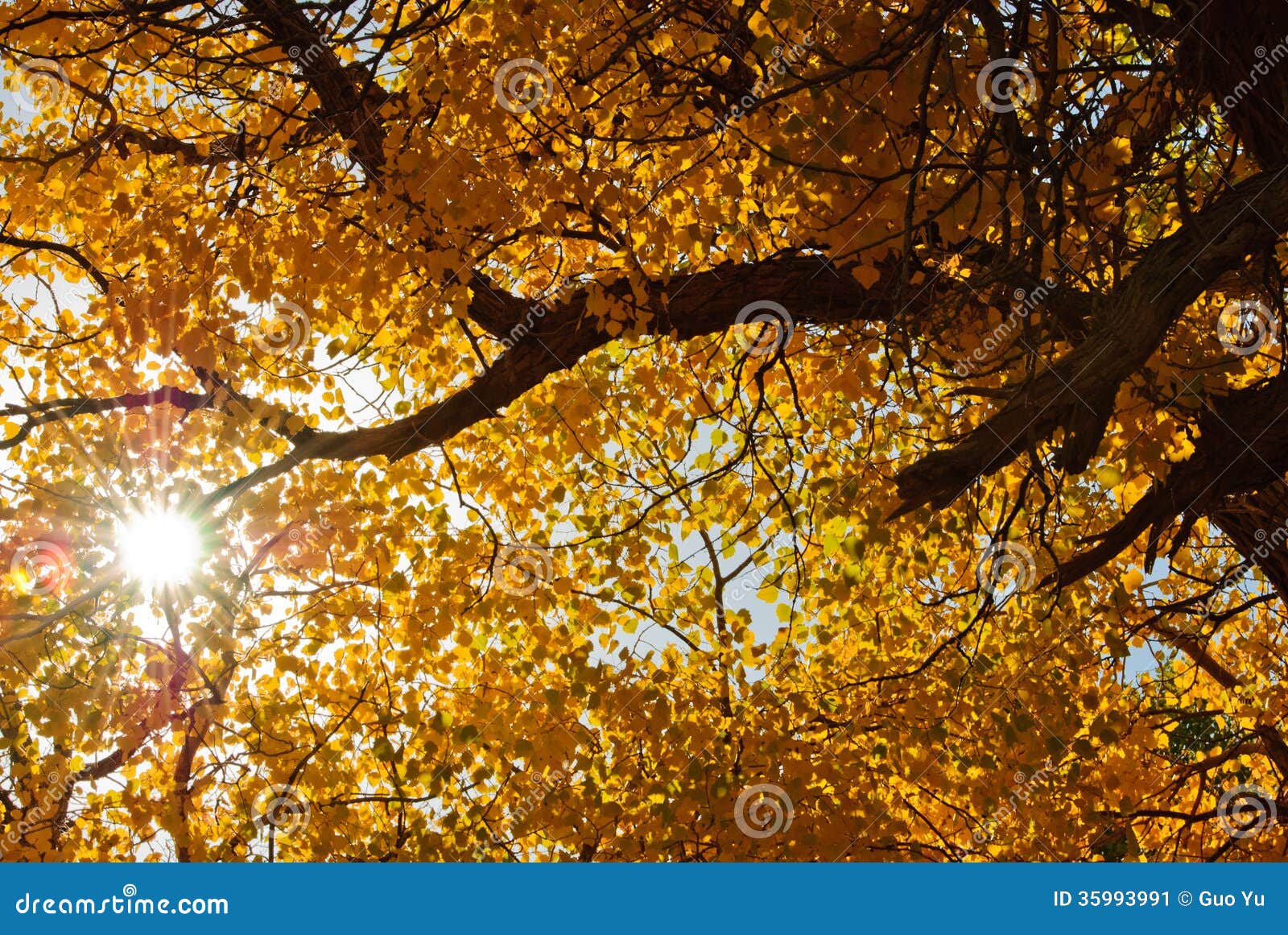 Populus in autumn stock image. Image of innermongolia - 35993991