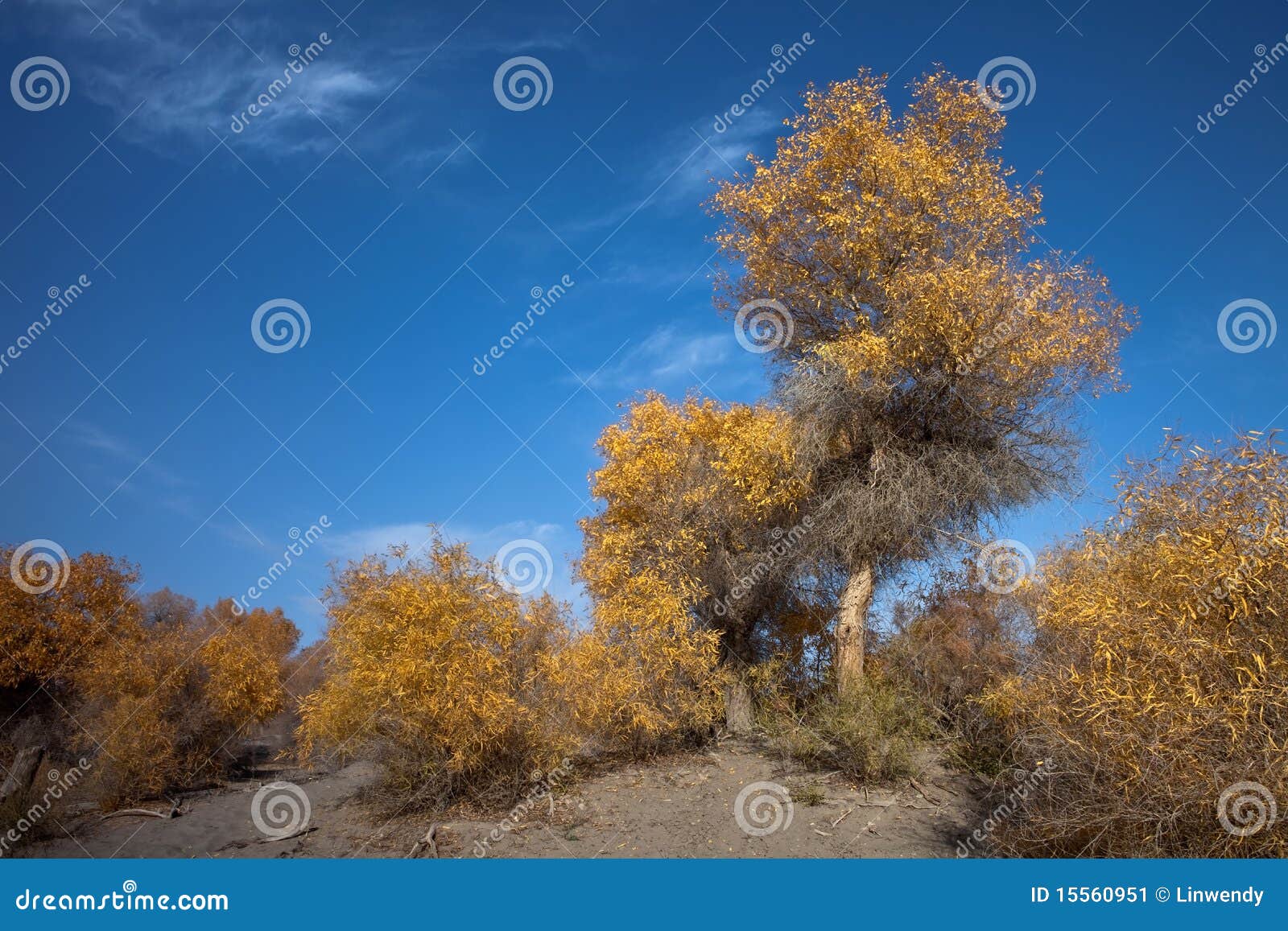 Populus euphratica stock image. Image of lights, diversiform - 15560951