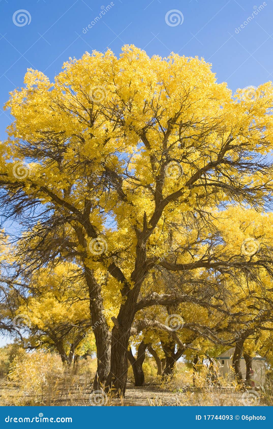 Populus euphratica stock image. Image of birch, euphratica - 17744093