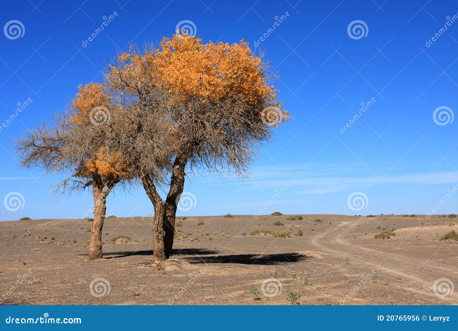 Populus euphratica stock photo. Image of forests, golden - 20765956