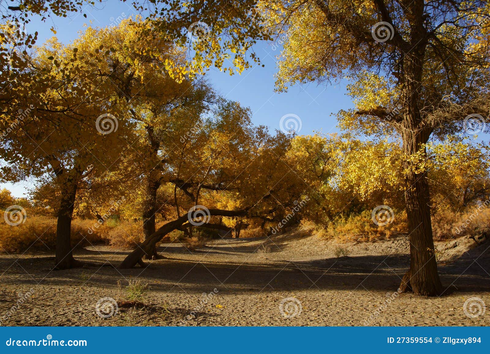 Populus euphratica stock photo. Image of lights, environment - 27359554