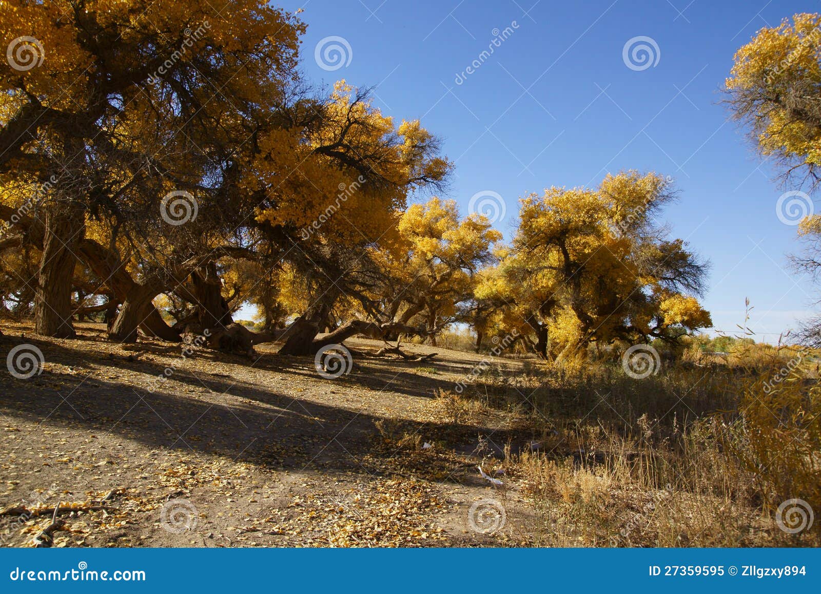 Populus euphratica stock image. Image of diversifolious - 27359595