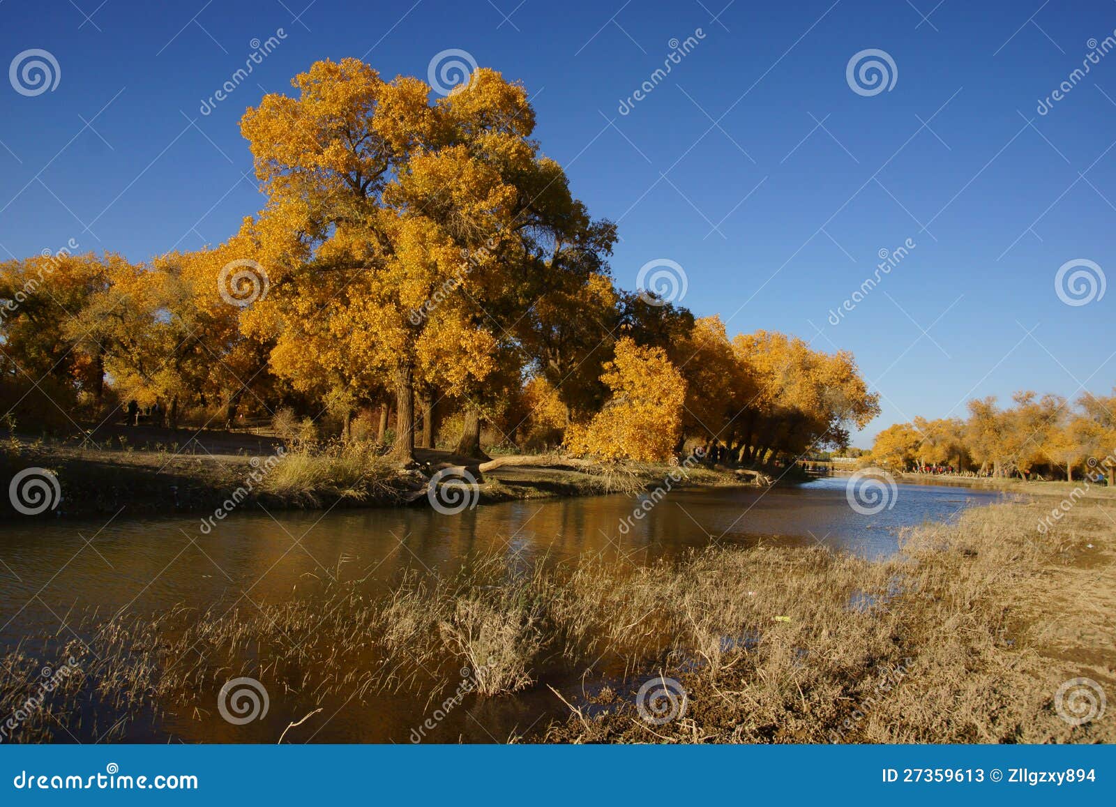 Populus euphratica stock image. Image of forest, desolately - 27359613