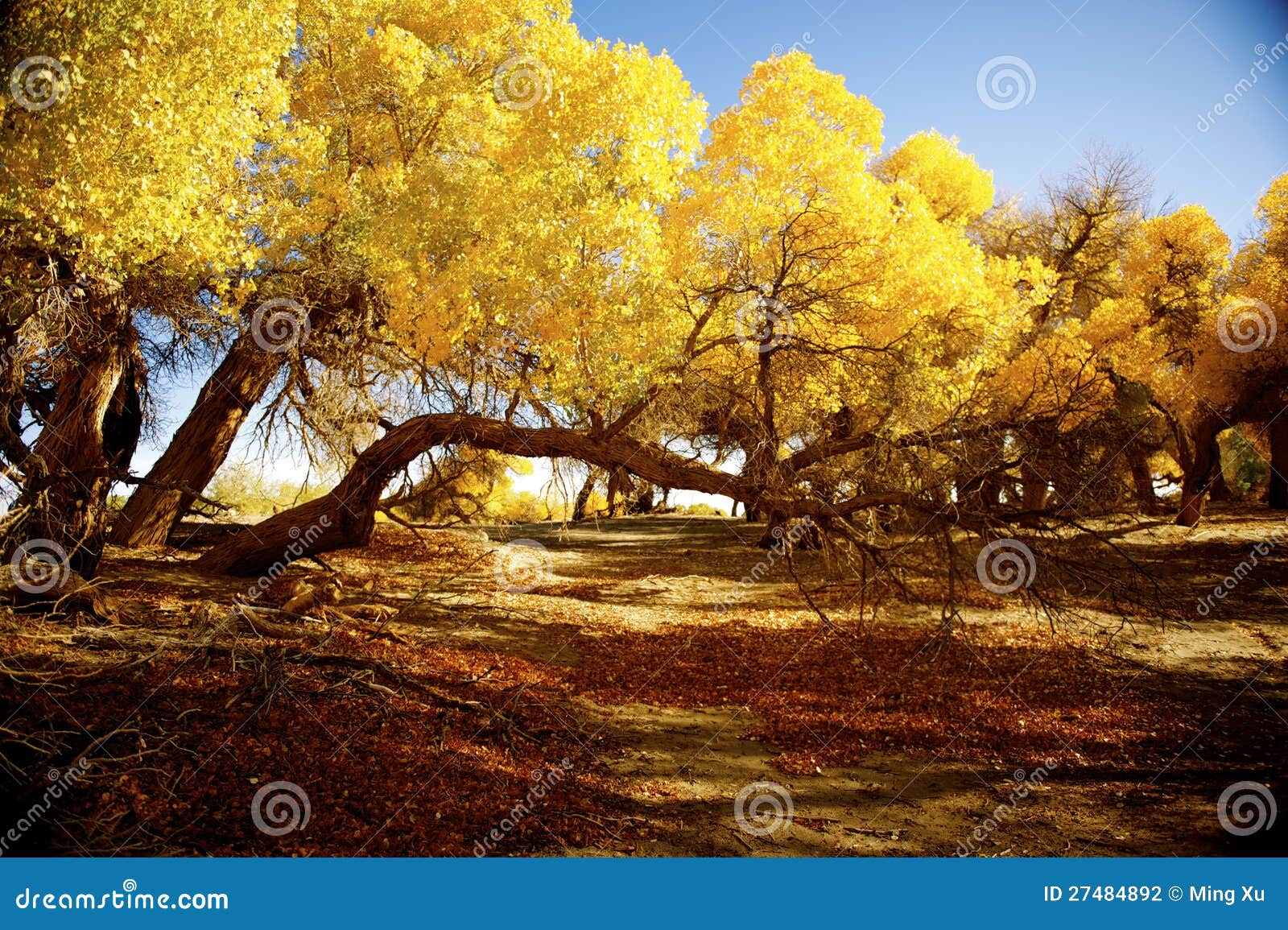 Populus euphratica zdjęcie stock. Obraz złożonej z hart - 27484892