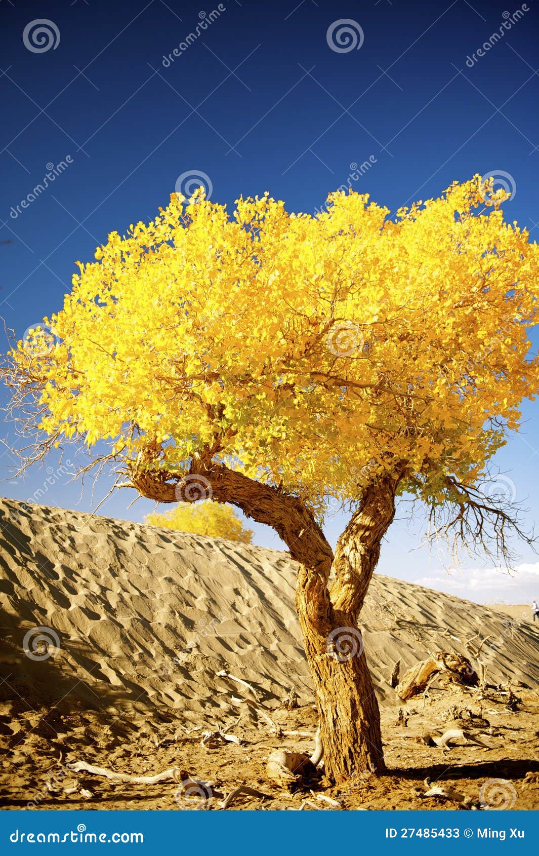 Populus euphratica stock image. Image of golden, forests - 27485433