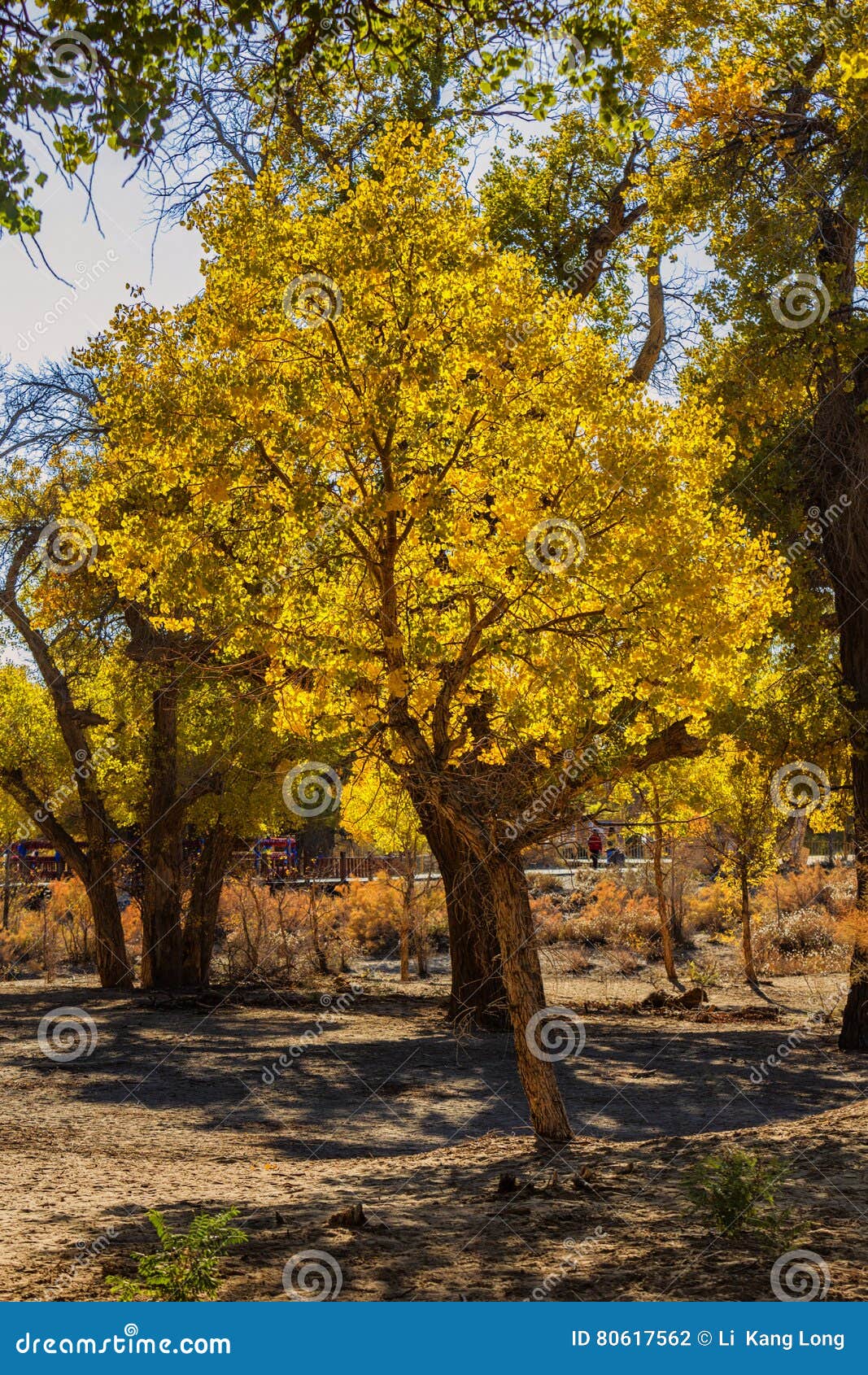 Populus euphratica fotografia stock. Immagine di luce - 80617562