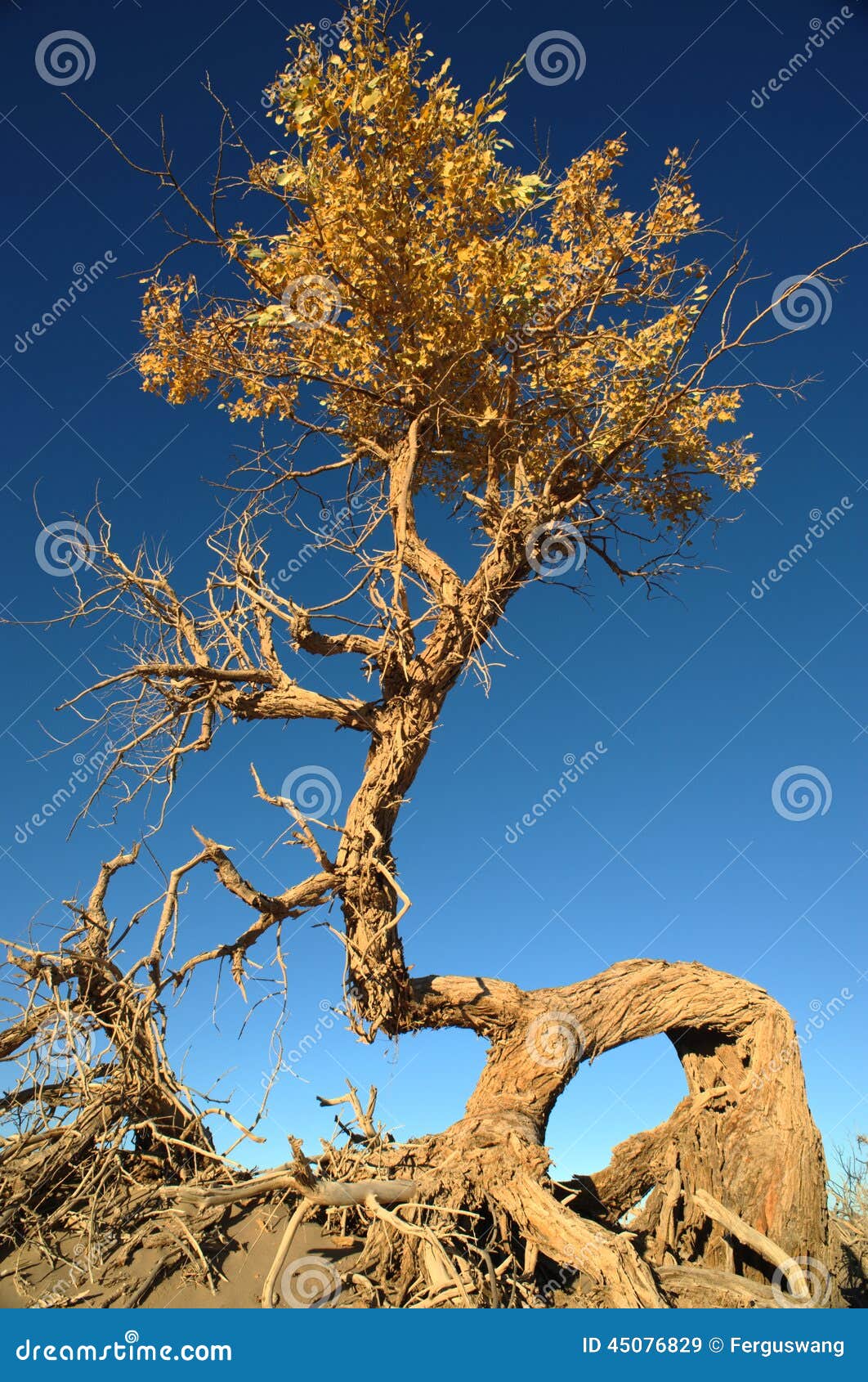 Populus euphratica stock image. Image of natural, deadwood - 45076829