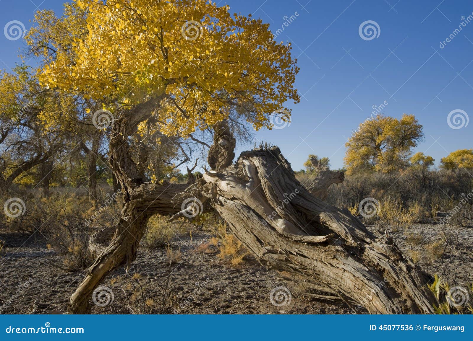 Populus Euphratica Trees Royalty-Free Stock Image | CartoonDealer.com ...