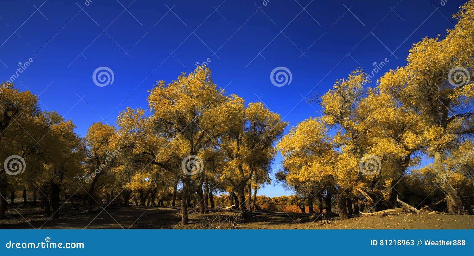Populus euphratica stock image. Image of fall, tree, yellow - 81218963