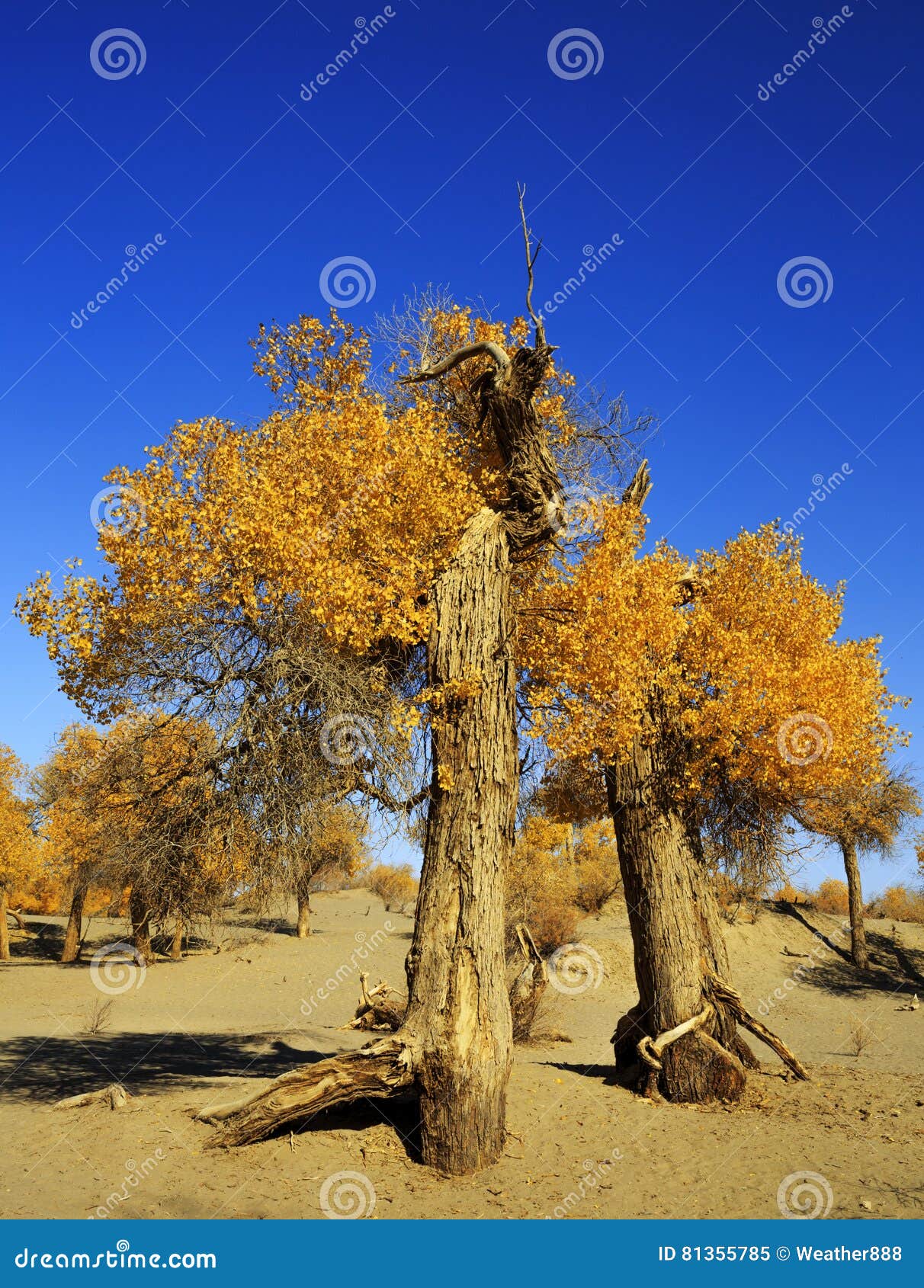 Populus euphratica stock image. Image of fall, view, scenery - 81355785