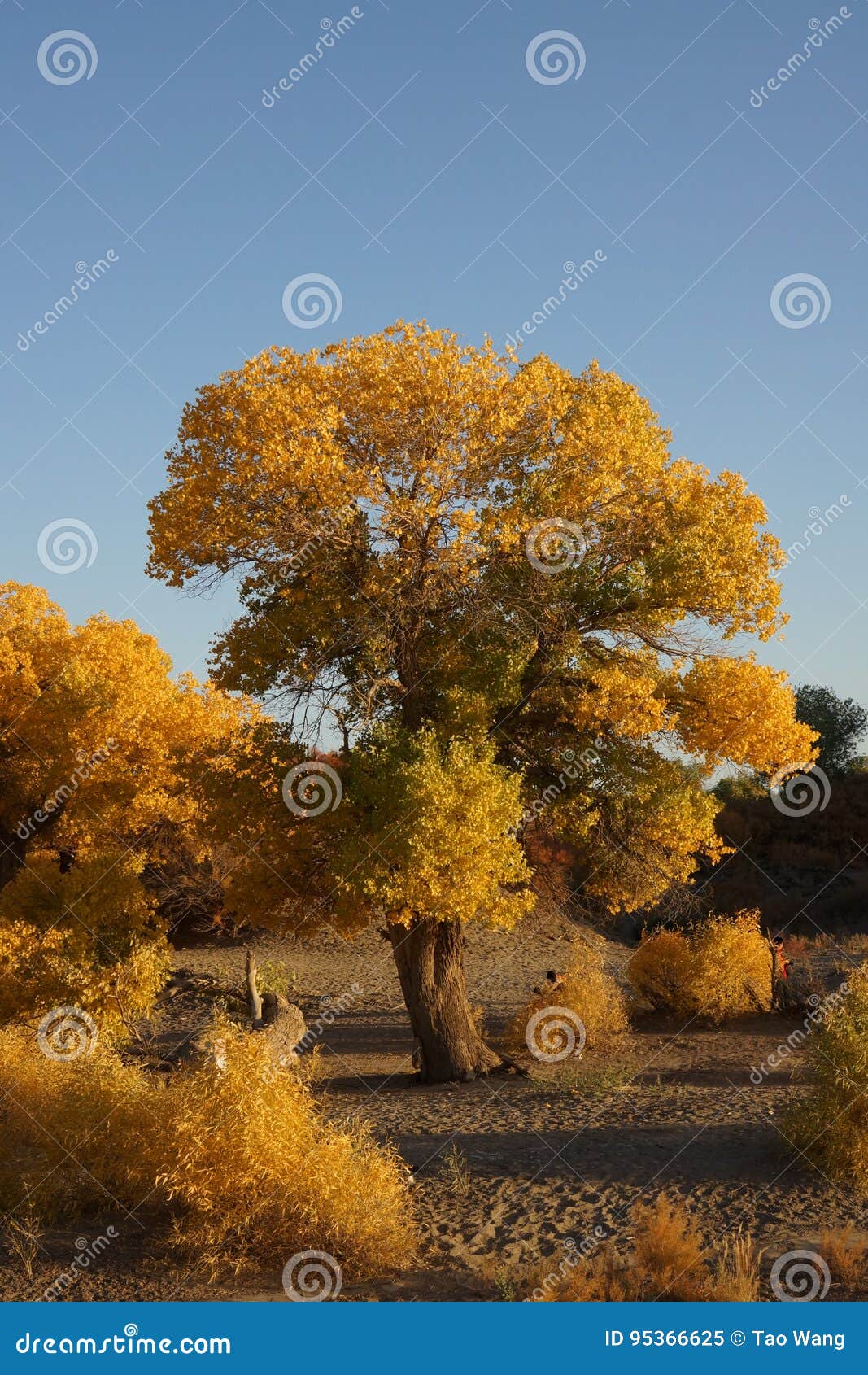 Populus euphratica stock image. Image of deciduous, gobi - 95366625