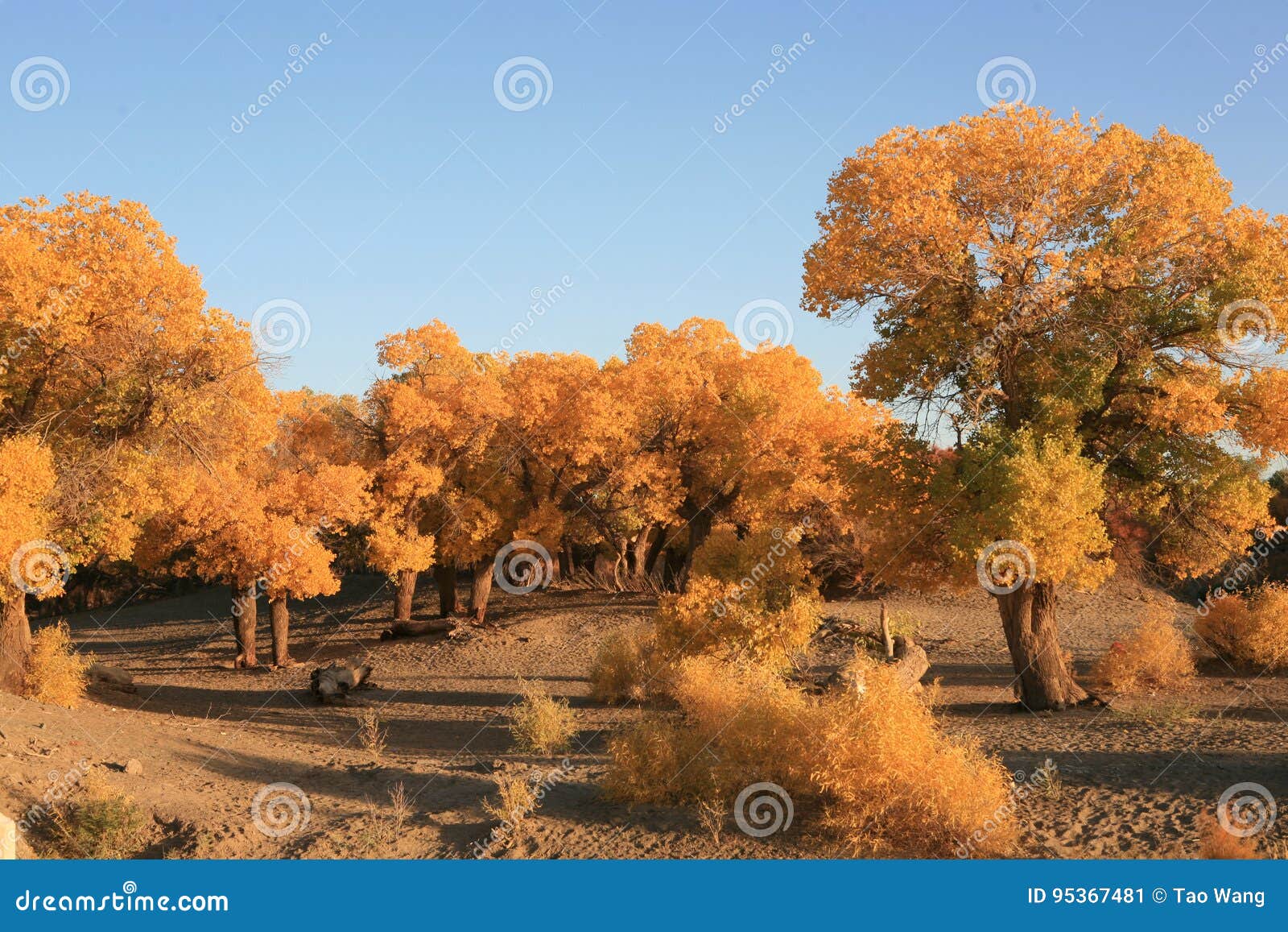 Populus euphratica stock image. Image of arid, golden - 95367481