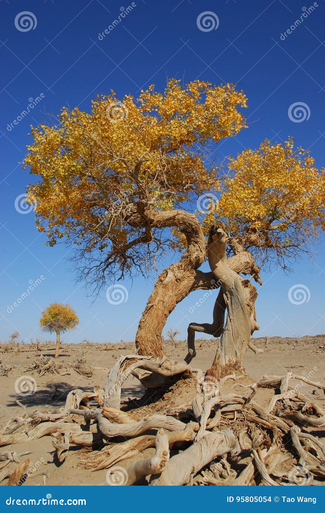 Populus euphratica stock photo. Image of fine, gobi, dicotyledonous ...