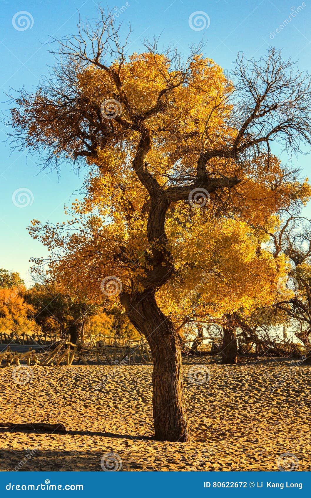 Populus euphratica stock photo. Image of natural, line - 80622672