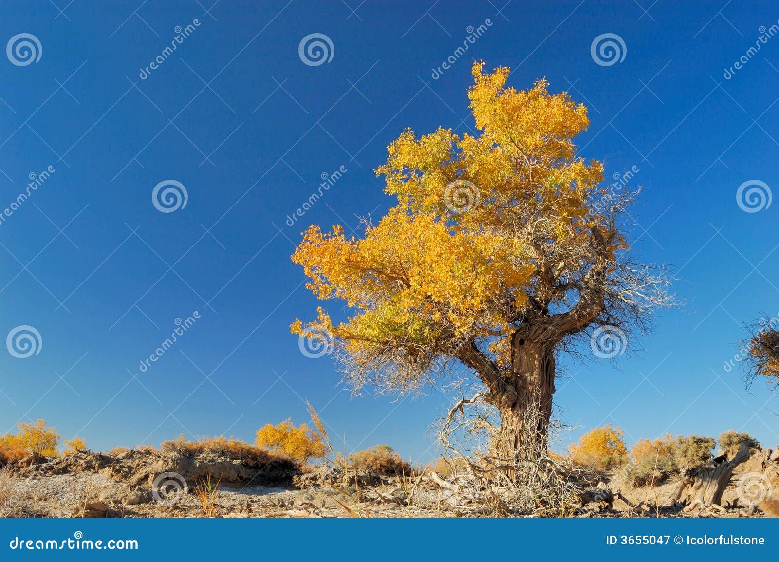 Populus Euphratica Forest stock image. Image of golden - 3655047
