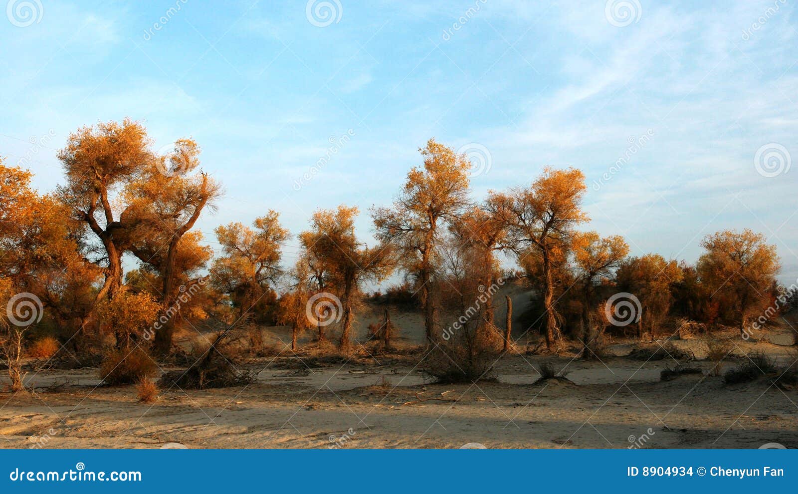 Populus euphratica forest stock photo. Image of limb, twig - 8904934