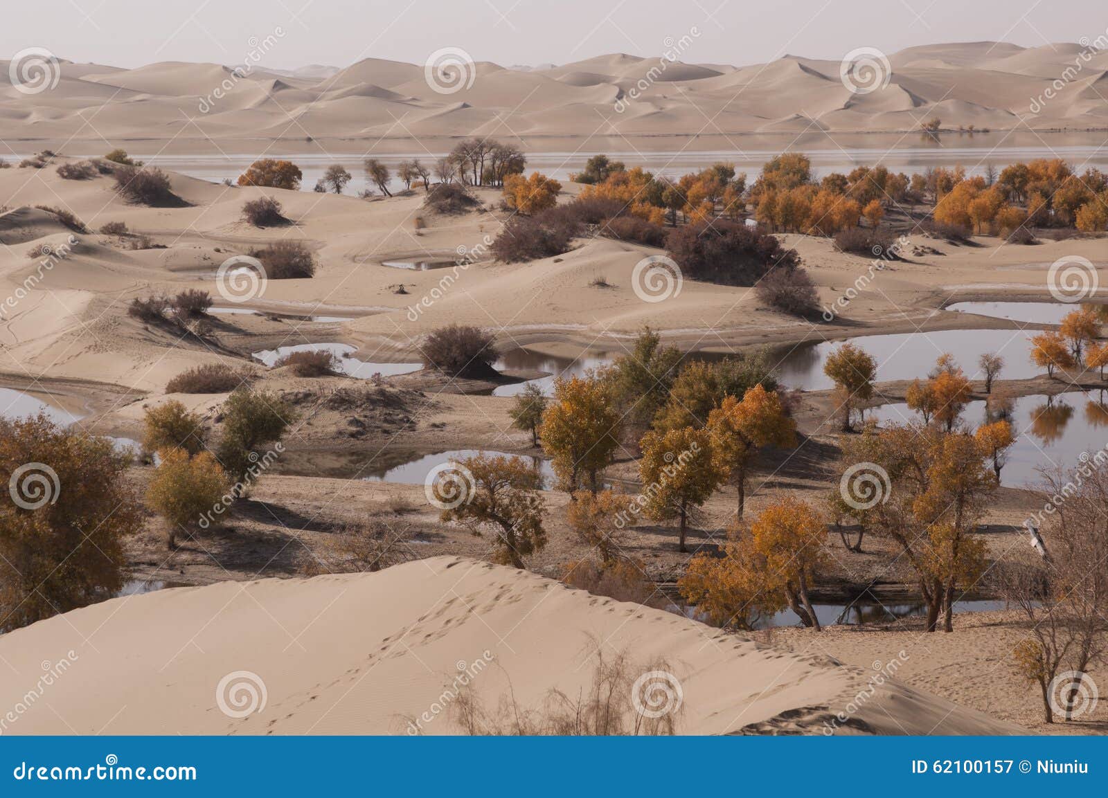 The Populus Euphratica Forest in the Desert Stock Image - Image of ...