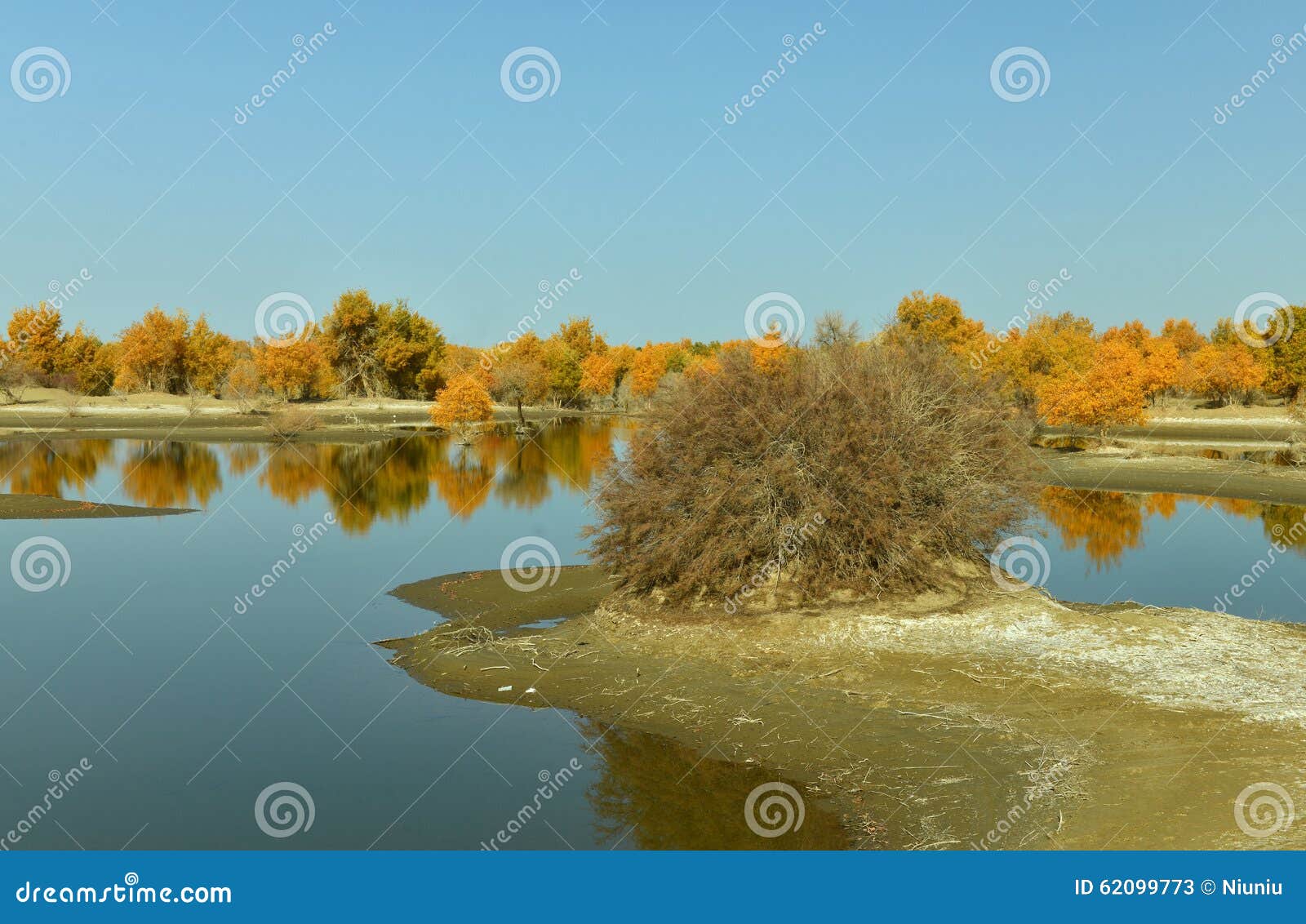 The Populus Euphratica Forest Near the River Stock Image - Image of ...