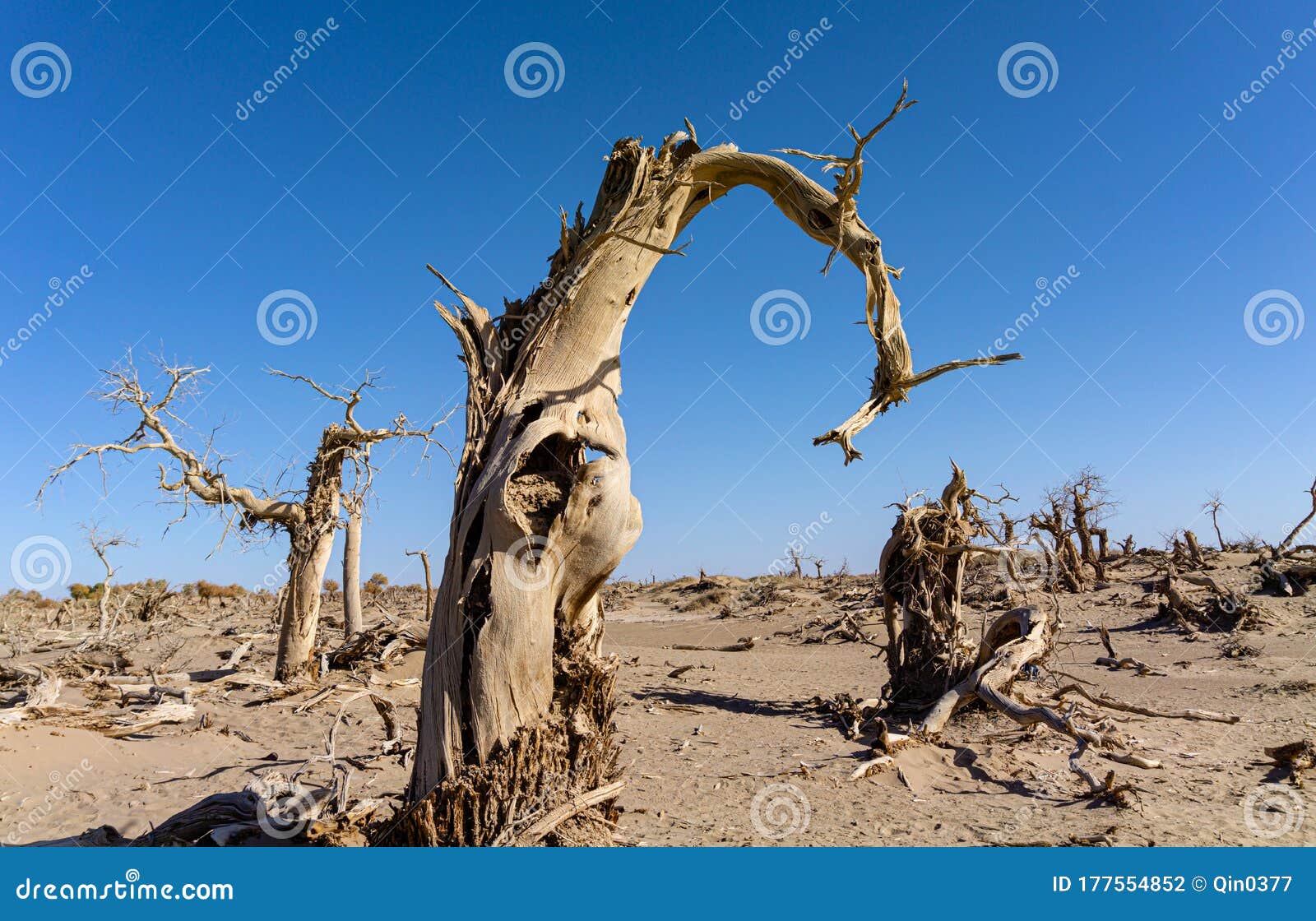 Populus euphratica forest stock photo. Image of china - 177554852