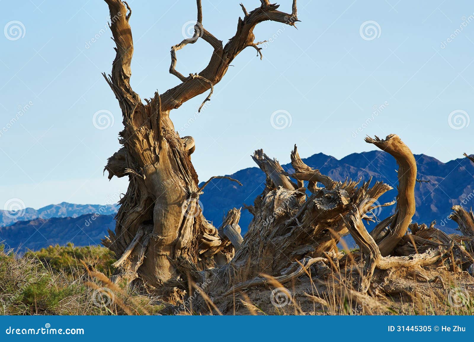 Populus euphratica stock image. Image of wind, xinjiang - 31445305