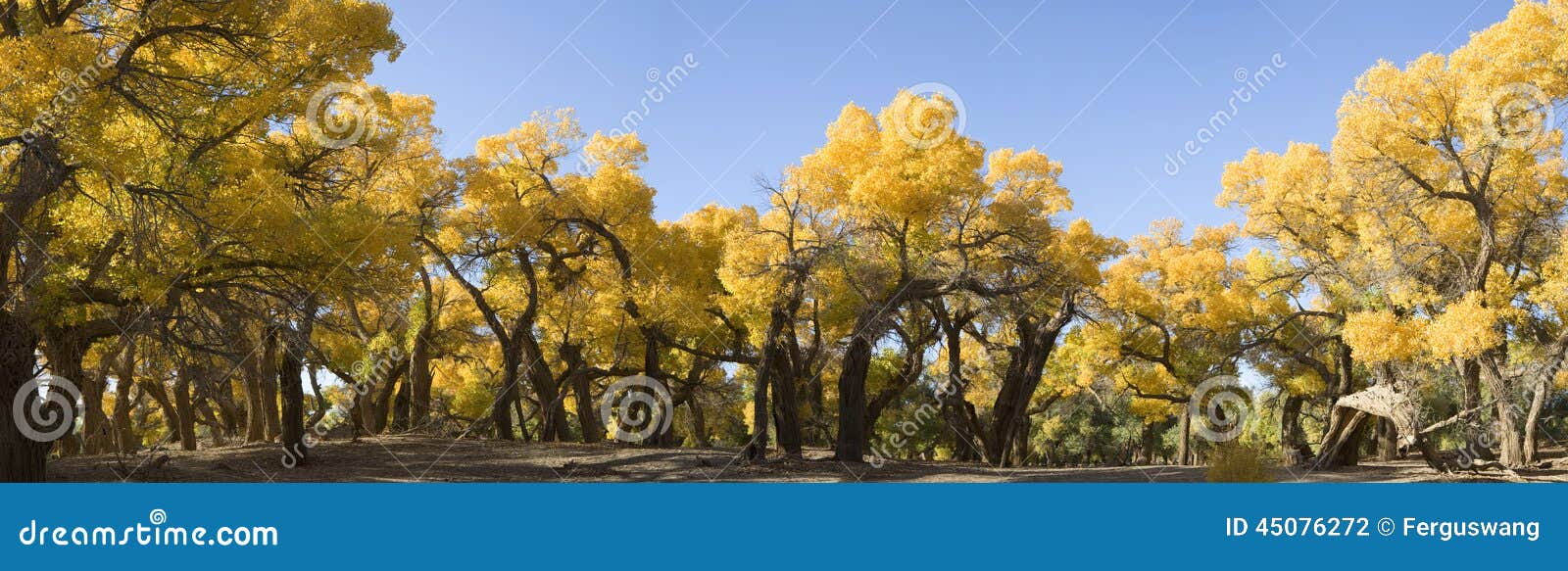 Populus euphratica stock photo. Image of plant, golden - 45076272