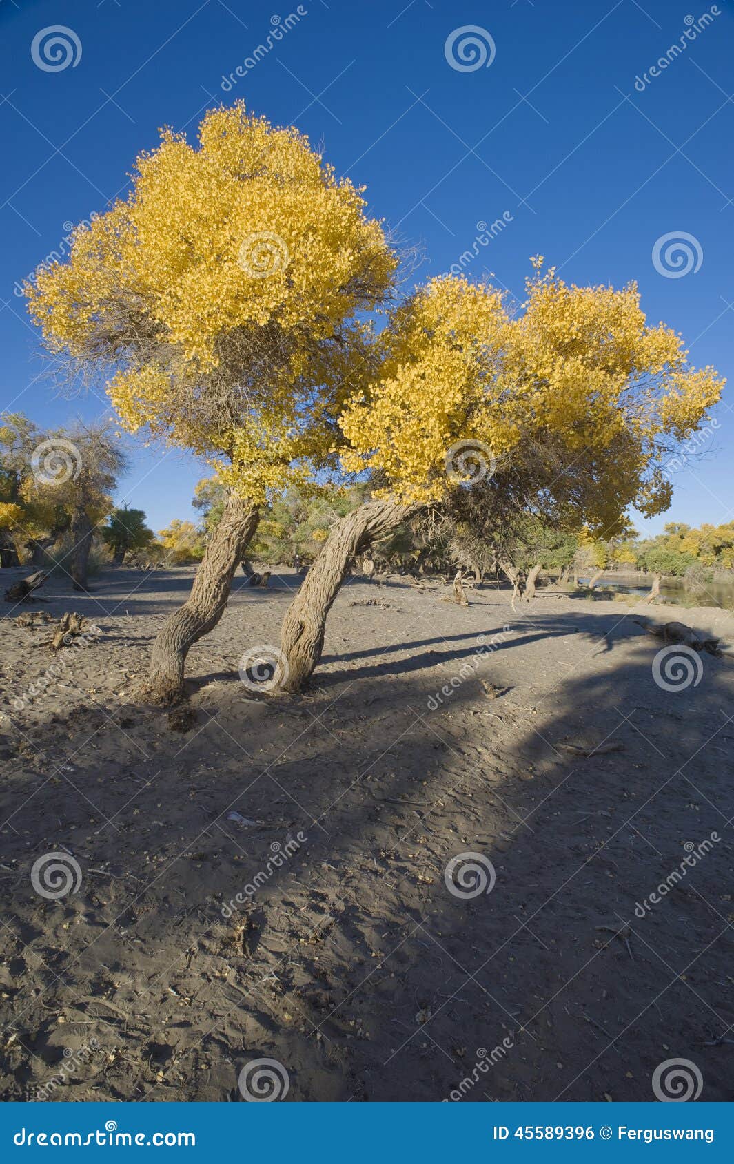 Populus euphratica stock photo. Image of trunk, autu - 45589396