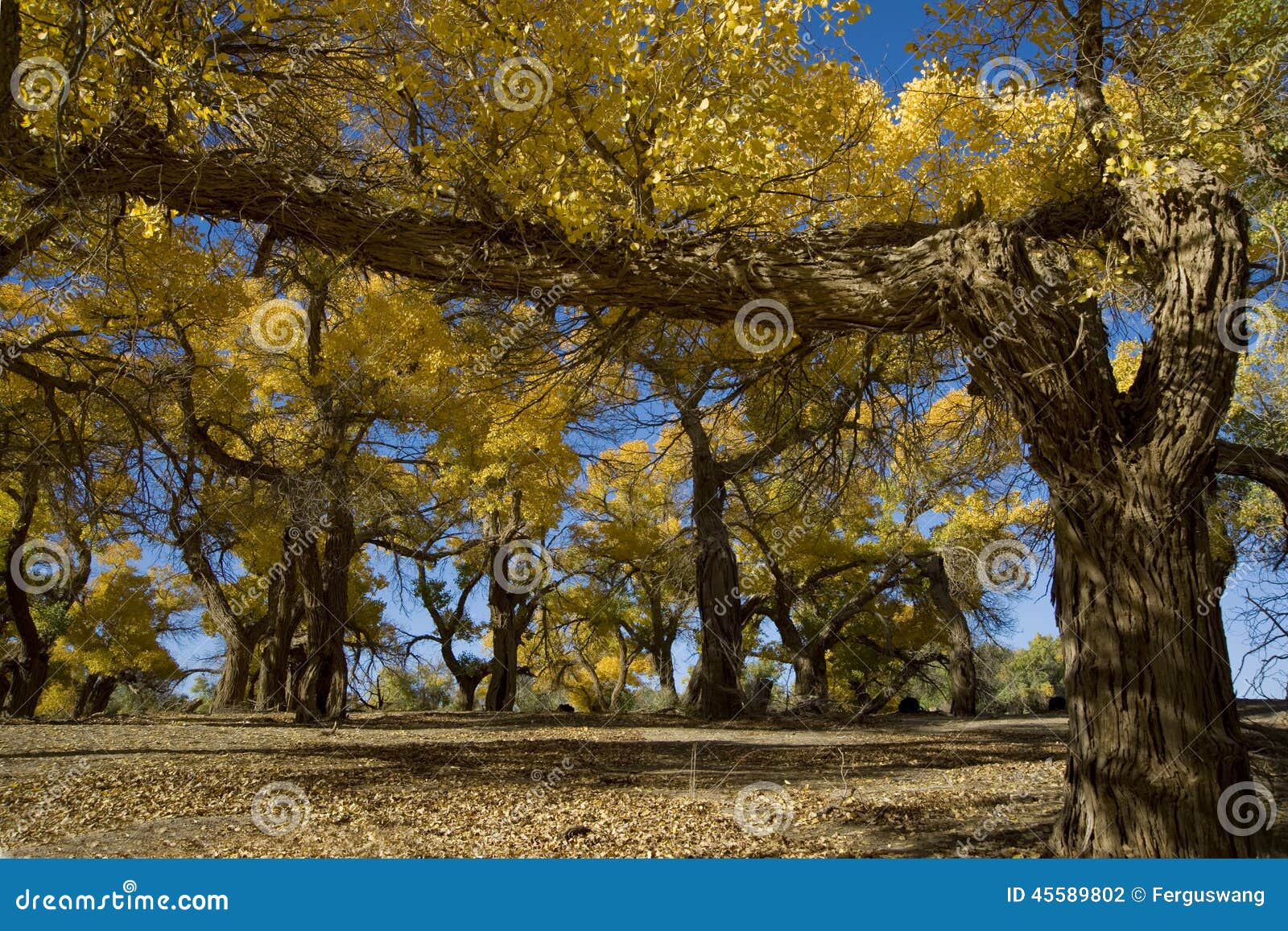 Populus euphratica stock photo. Image of stump, tourist - 45589802