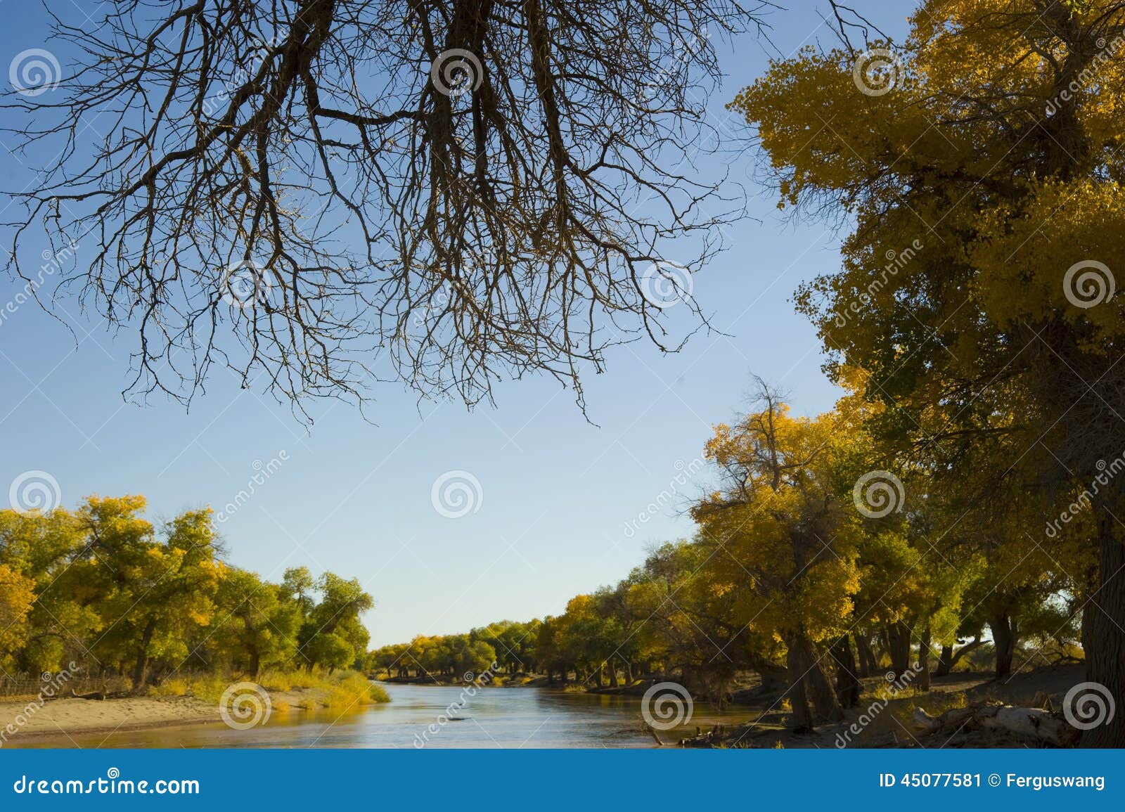 Populus euphratica stock image. Image of beautiful, plant - 45077581